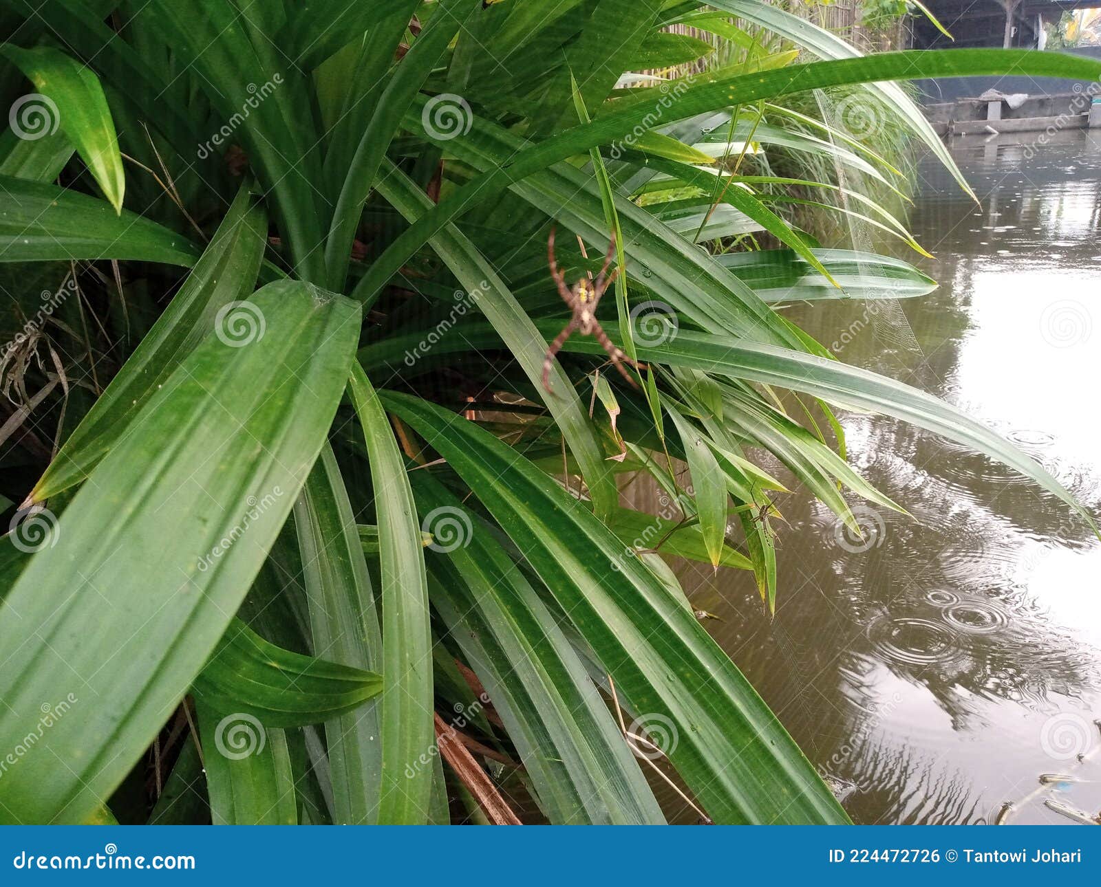 Pandan Tree by the Fish Pond Stock Photo - Image of nature, garden ...
