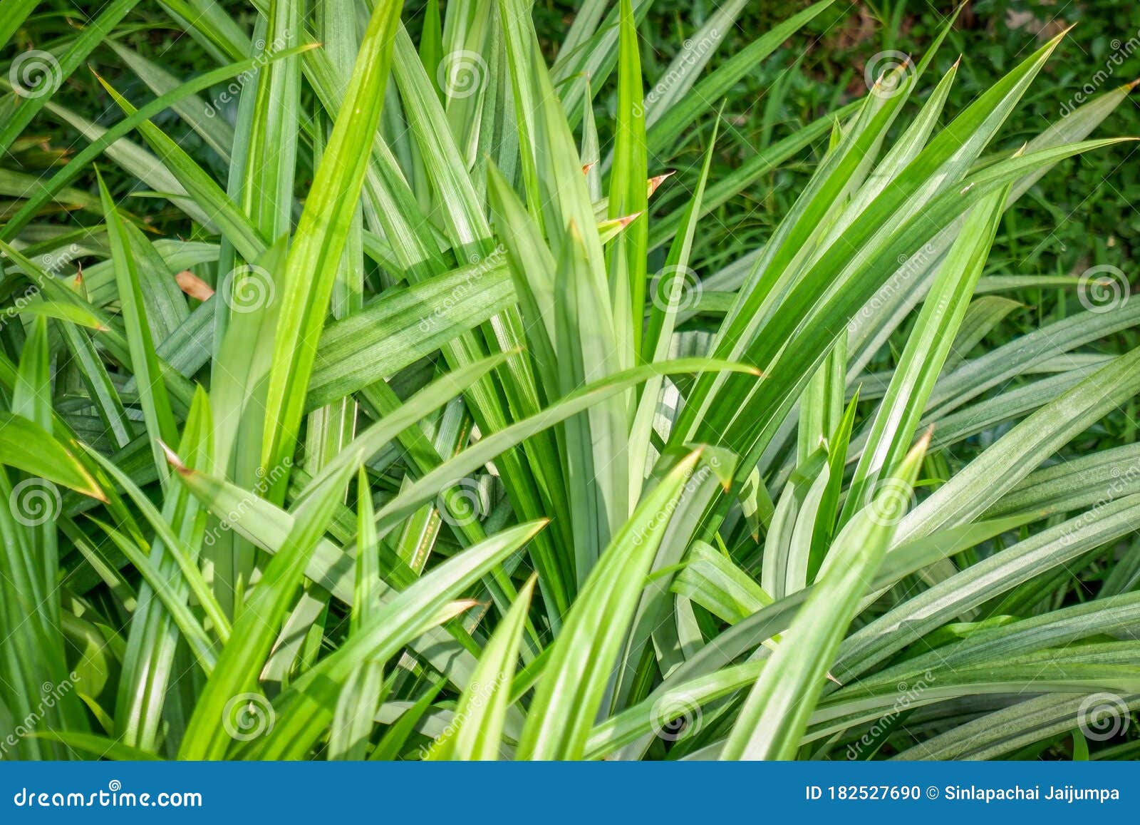 Pandan Tree Pandanus Amaryllifolius in Garden with Sunlight Stock Photo ...