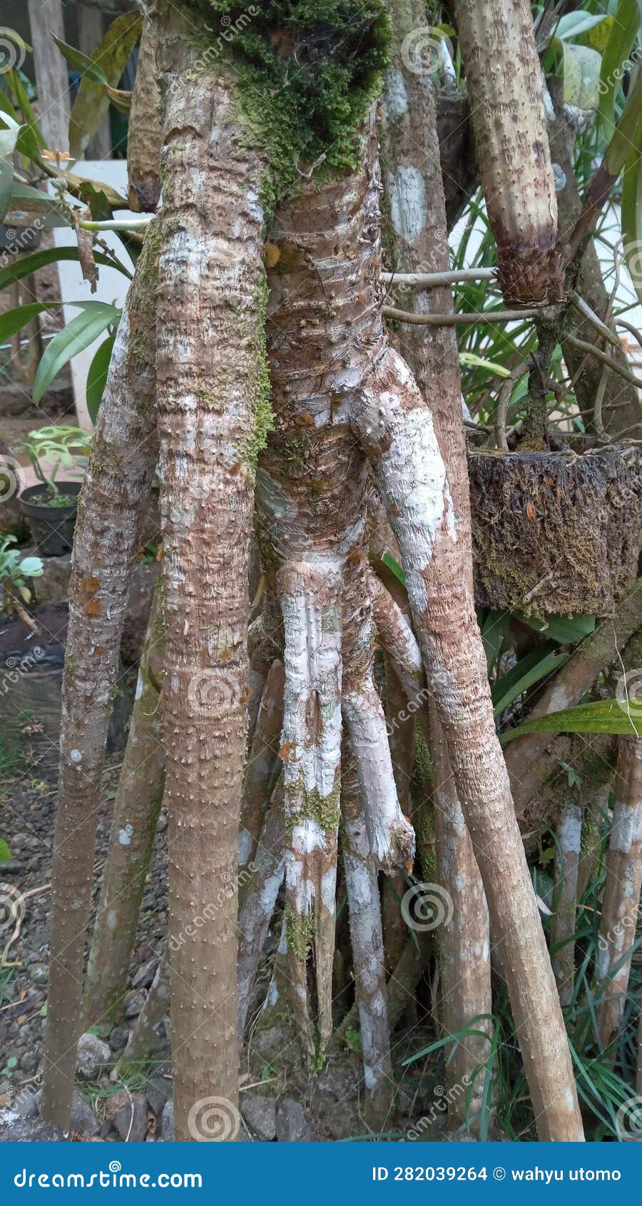 Pandan Tree Pandanus Amaryllifolius In Garden With Sunlight Stock Photo ...