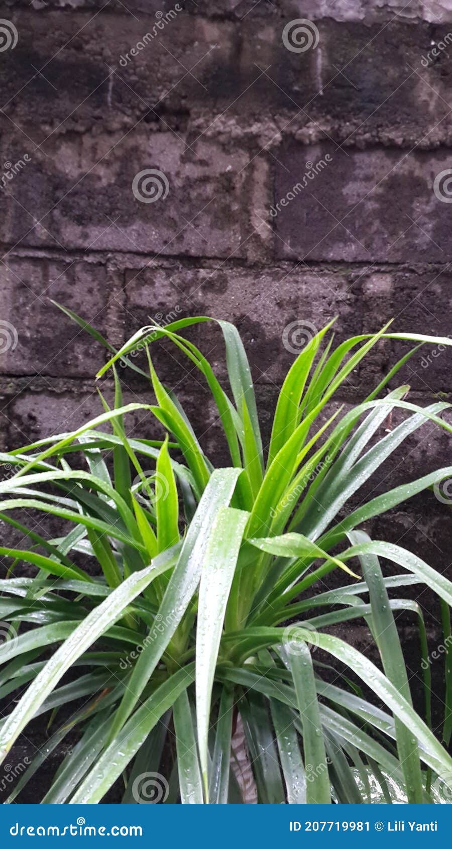 Pandan Tree, Also Known As Pandanus, Top View Stock Photo ...