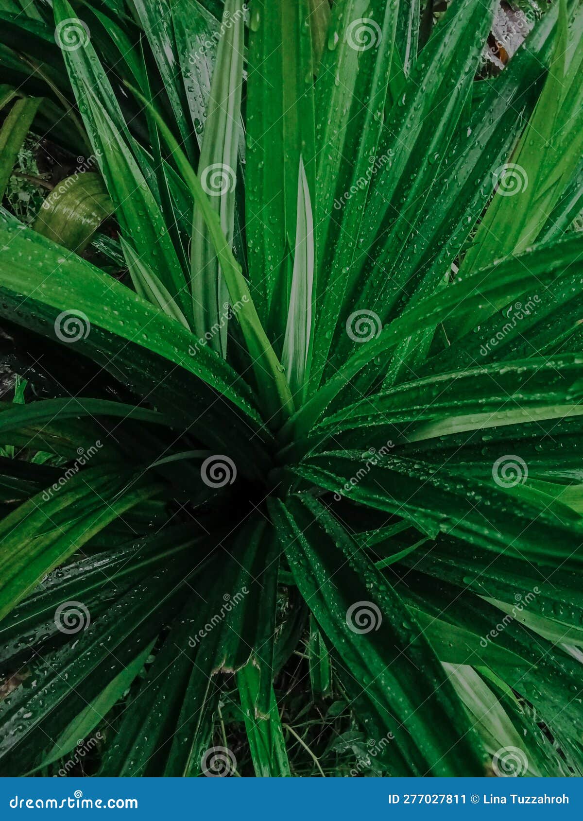Pandan Tree Whose Leaves Can Be a Natural Dye Stock Image - Image of ...