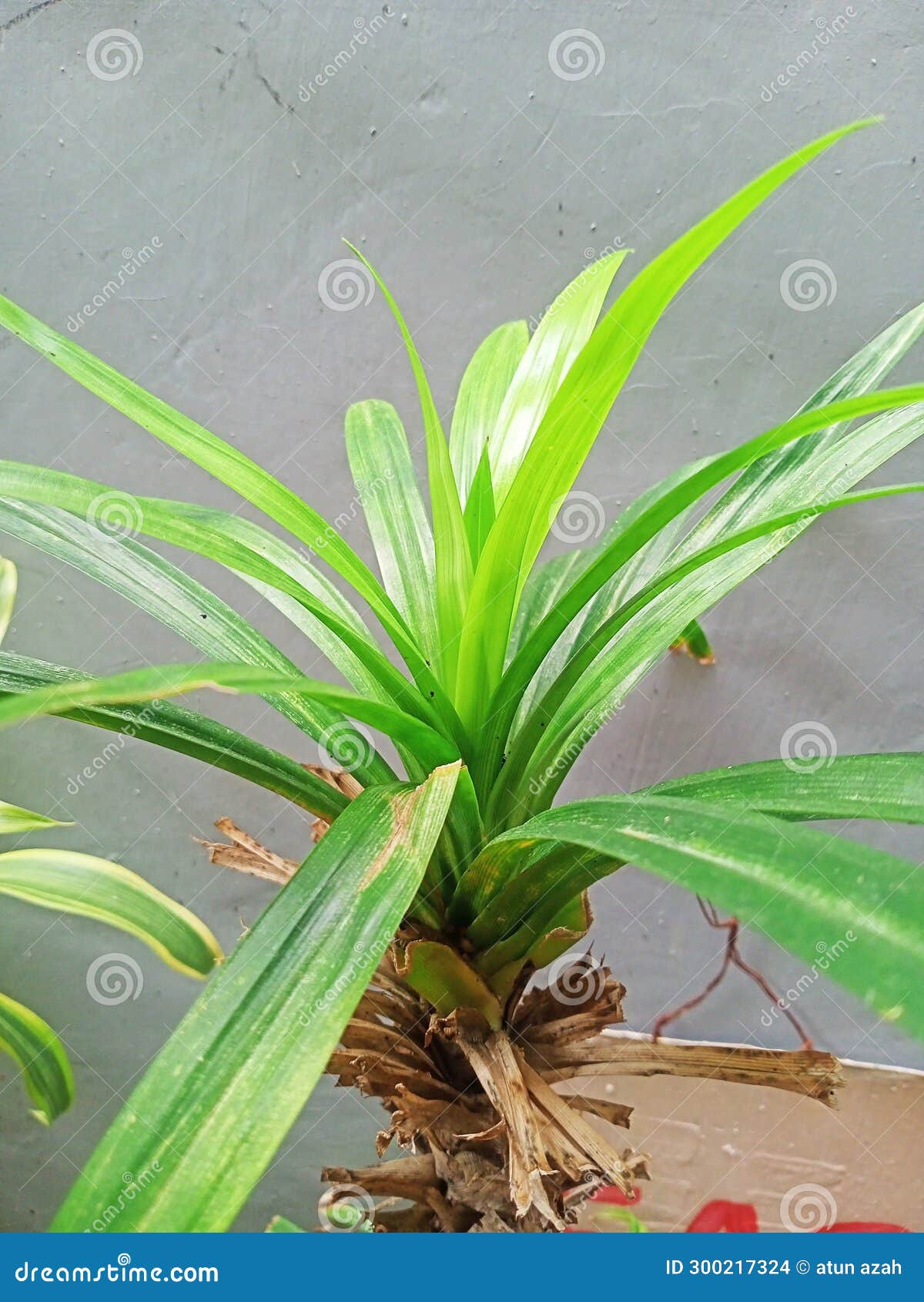 Pandan Tree Whose Leaves Look Fresh Stock Photo - Image of leaves ...