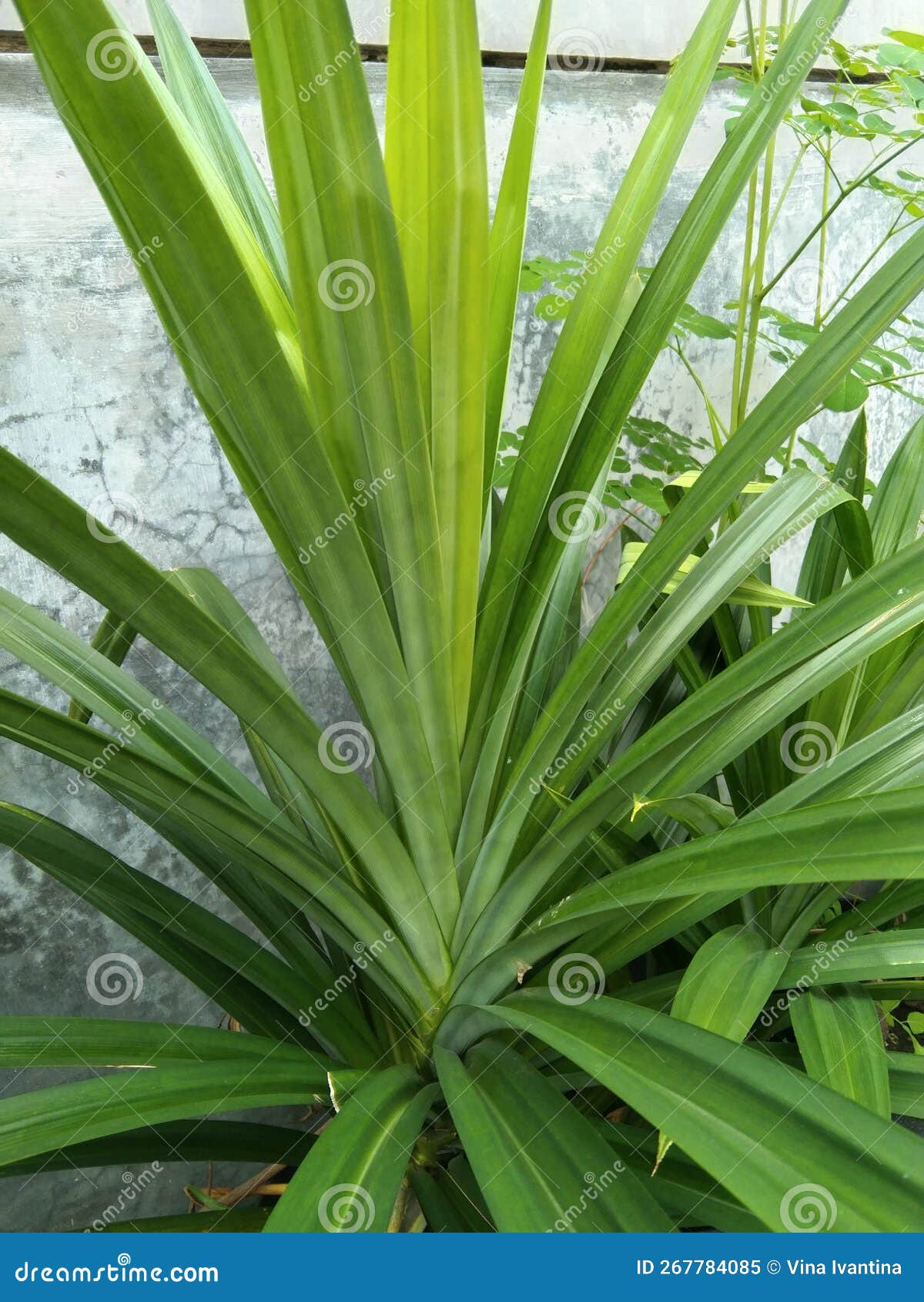Pandan Trees Thrive and Green Plants Smell Good and Taste Good Stock ...