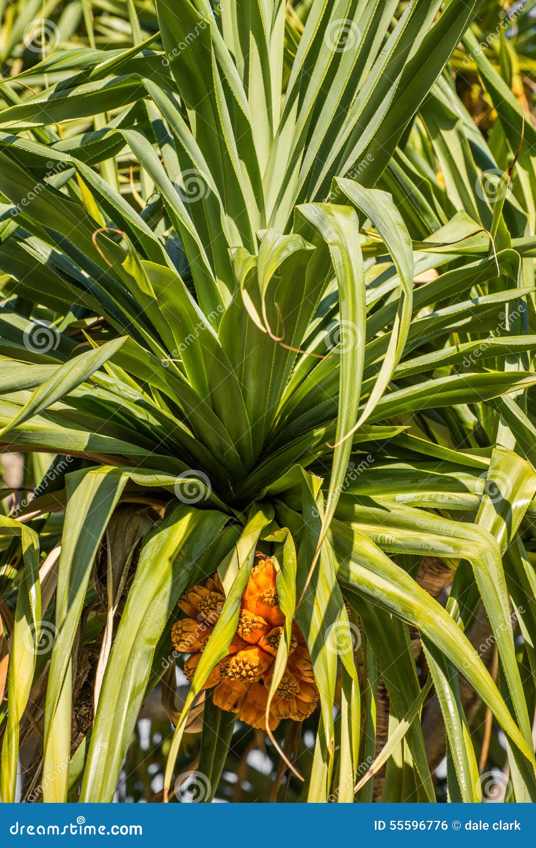 Pandanas the Pineapple Tree Stock Photo - Image of pandanas, green ...