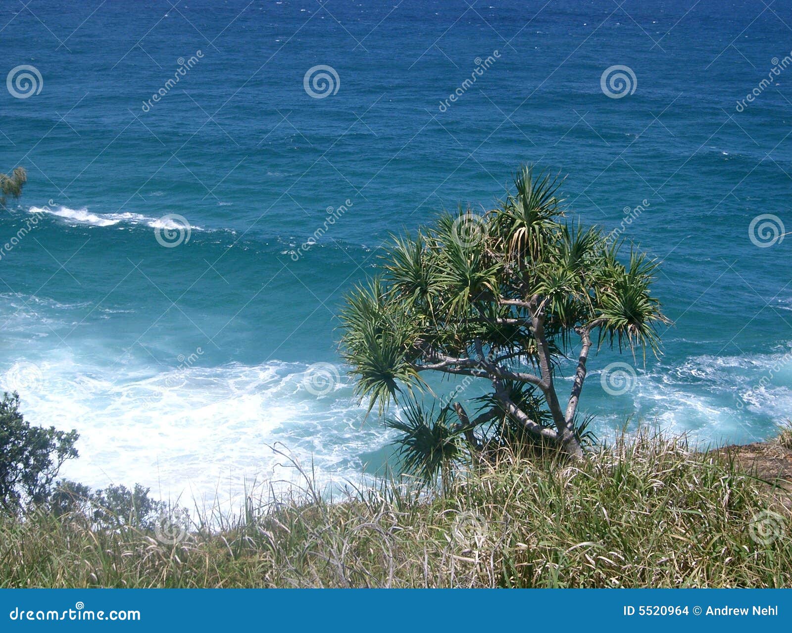 Pandanas Tree Against the Ocean Stradbroke Island Stock Photo - Image ...