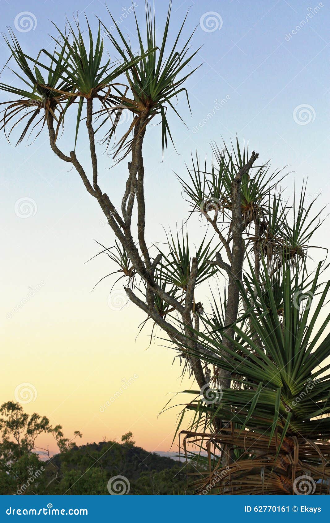 Pandanas Tree in the Sunset Stock Image - Image of environment, flora ...