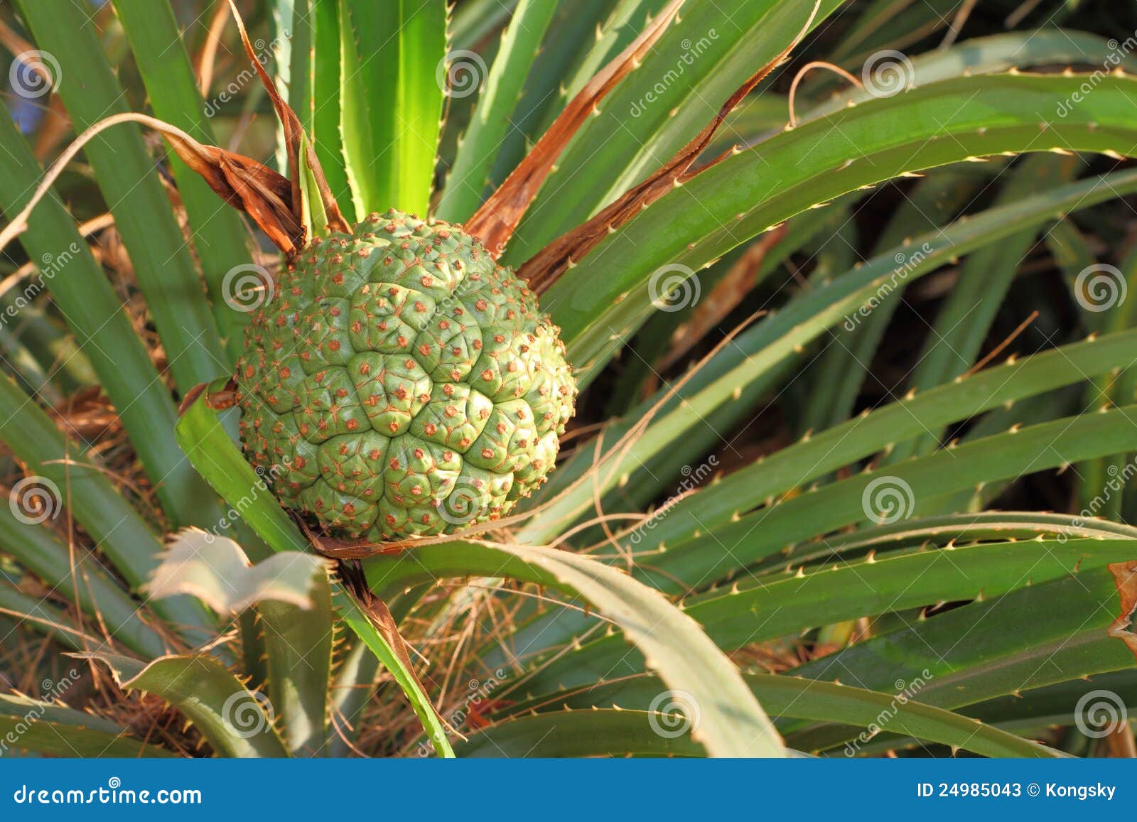 Pandanus stock image. Image of pandanus, flower, forest - 24985043