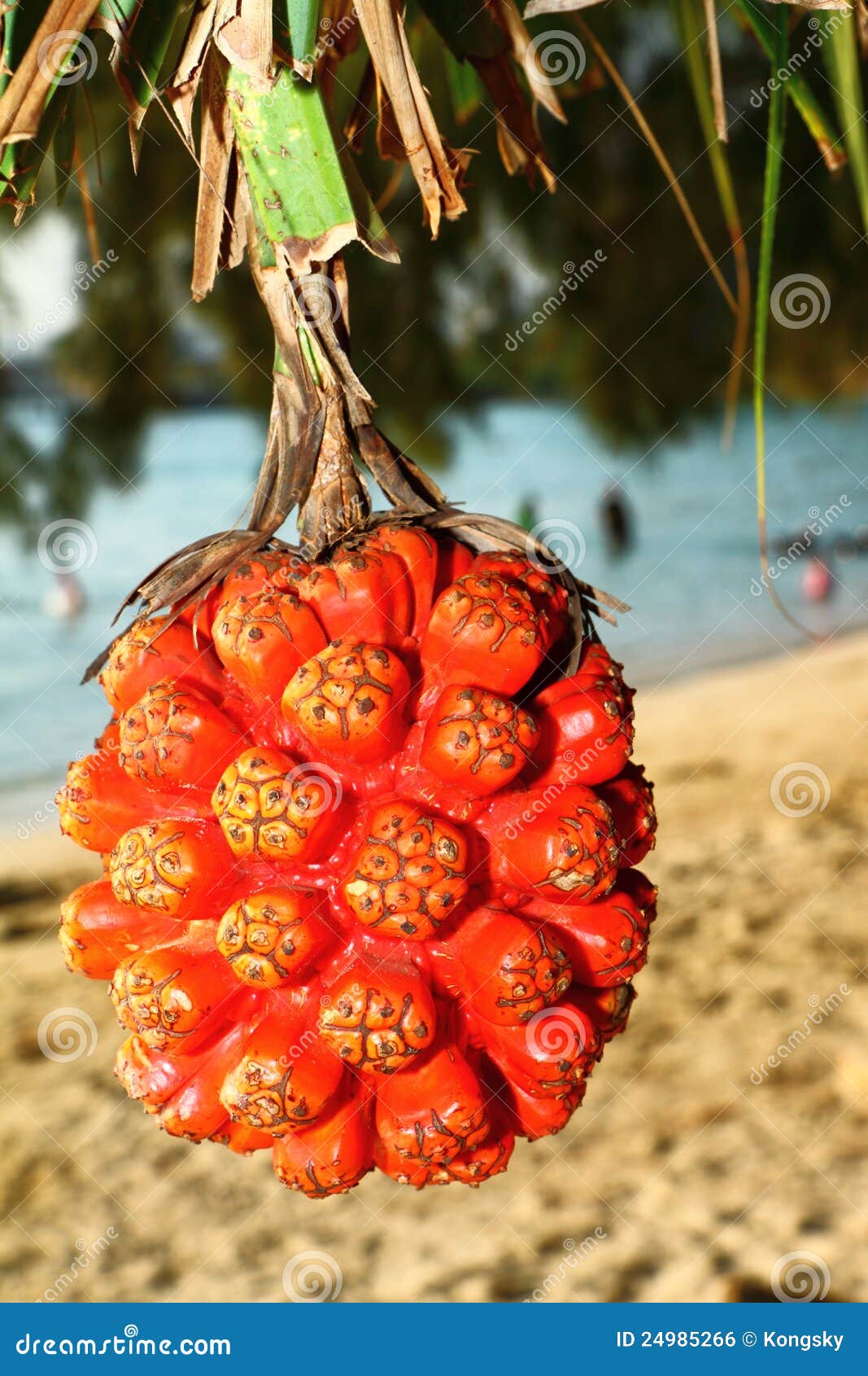 Pandanus stock photo. Image of decor, branch, jungle - 24985266