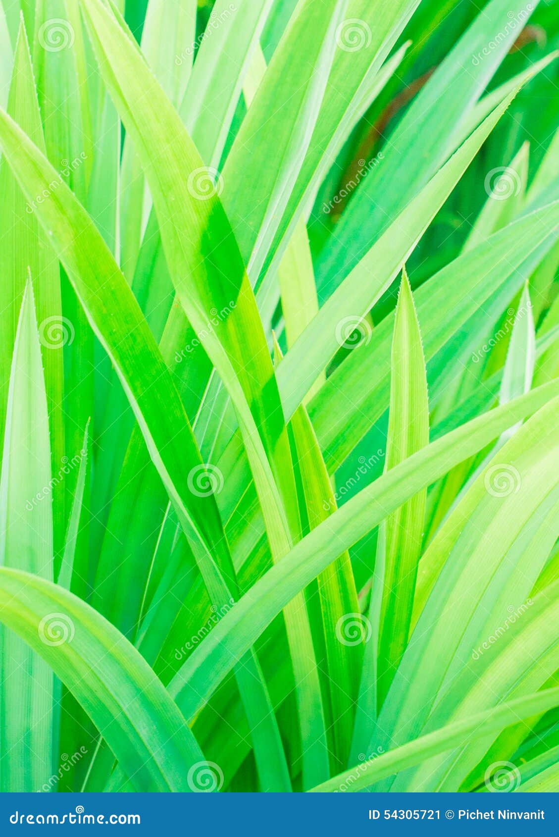 Pandanus Amaryllifolius Leaves Stock Image - Image of foliage ...