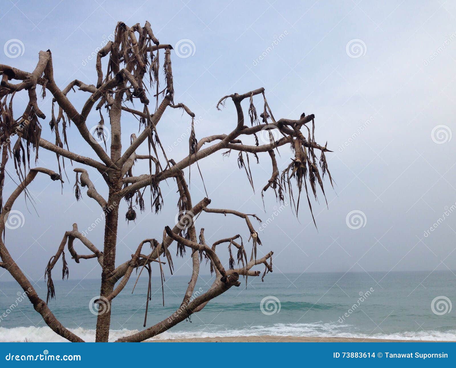 Pandanus Dead Tree on the Beach Stock Photo - Image of tree, plant ...