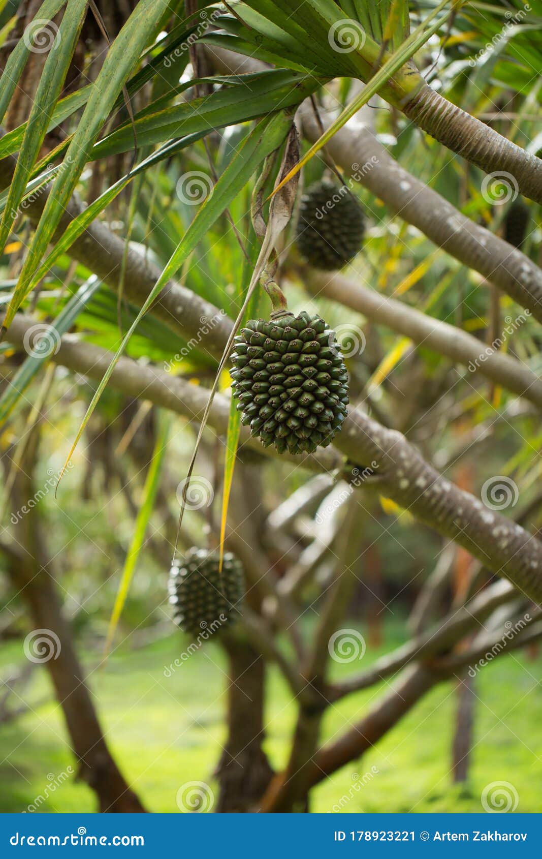 The Pandano, Pandanus Utilis, Is A Tropical Tree. Native To Madagascar ...