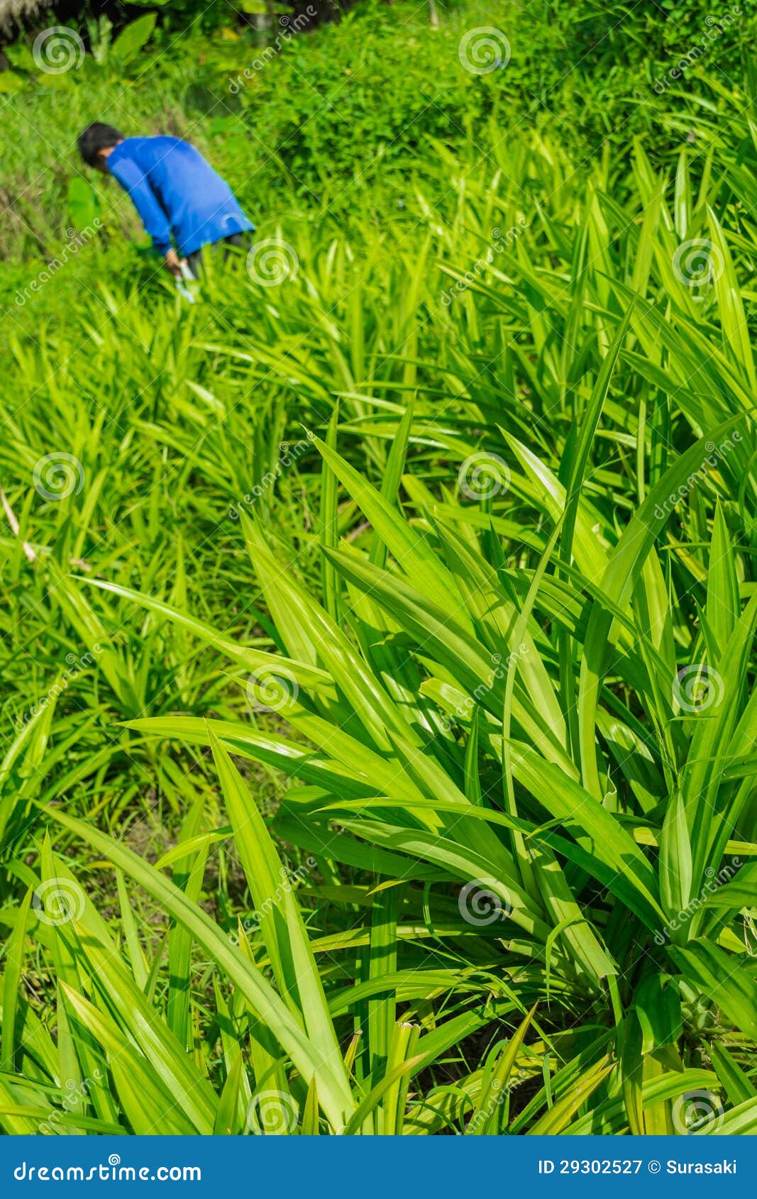 Pandanus garden stock image. Image of soil, rough, harvest - 29302527