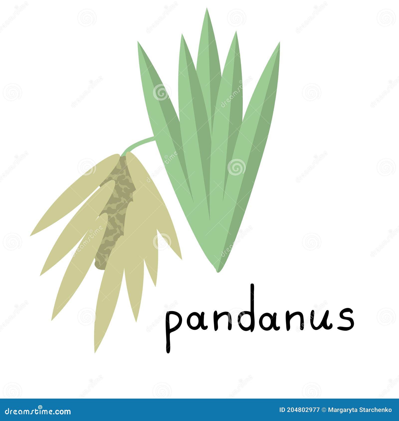 Vector Pandanus Tree Green Leaves | CartoonDealer.com #92669721