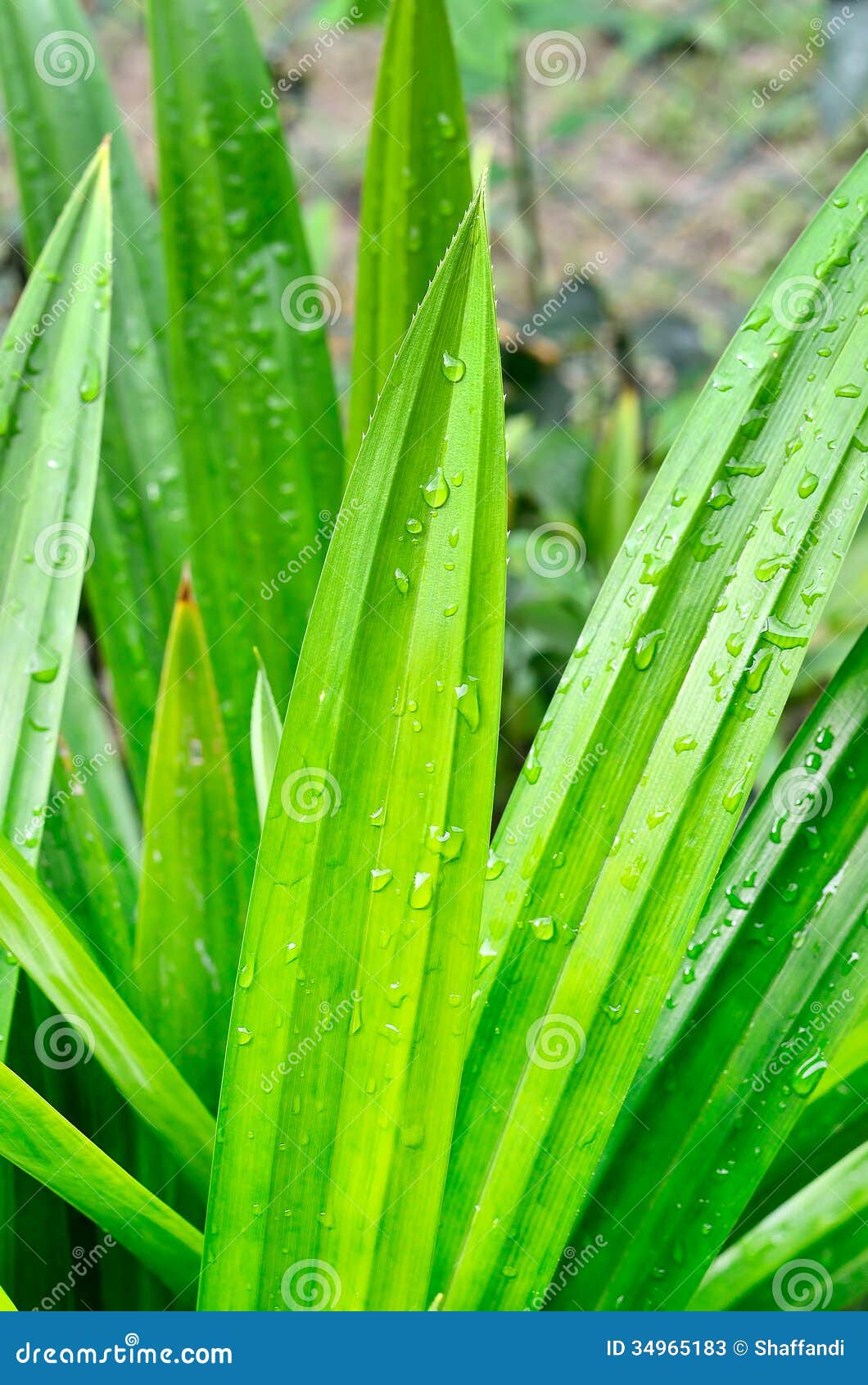 Pandanus leaf stock image. Image of nature, flora, beautiful - 34965183