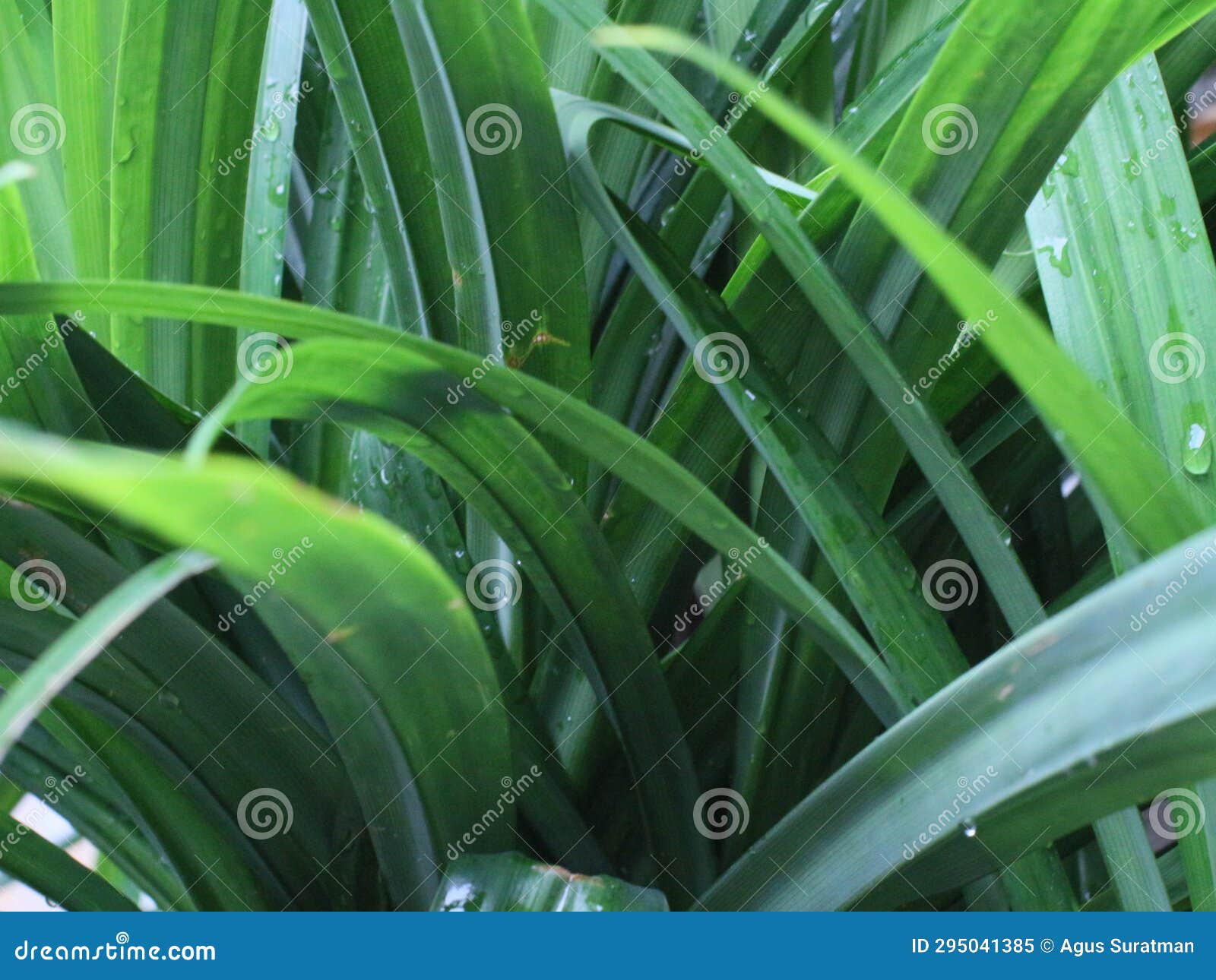 Pandanus leaf stock image. Image of food, flower, leaf - 295041385