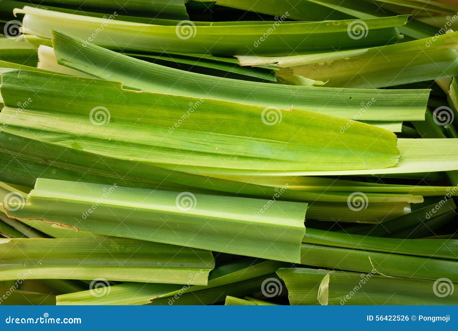 Pandanus Leaf Split Texture Stock Photo - Image of abstract, space ...