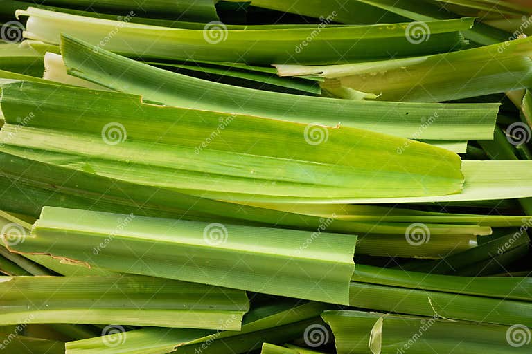 Pandanus Leaf Split Texture Stock Photo - Image of abstract, space ...