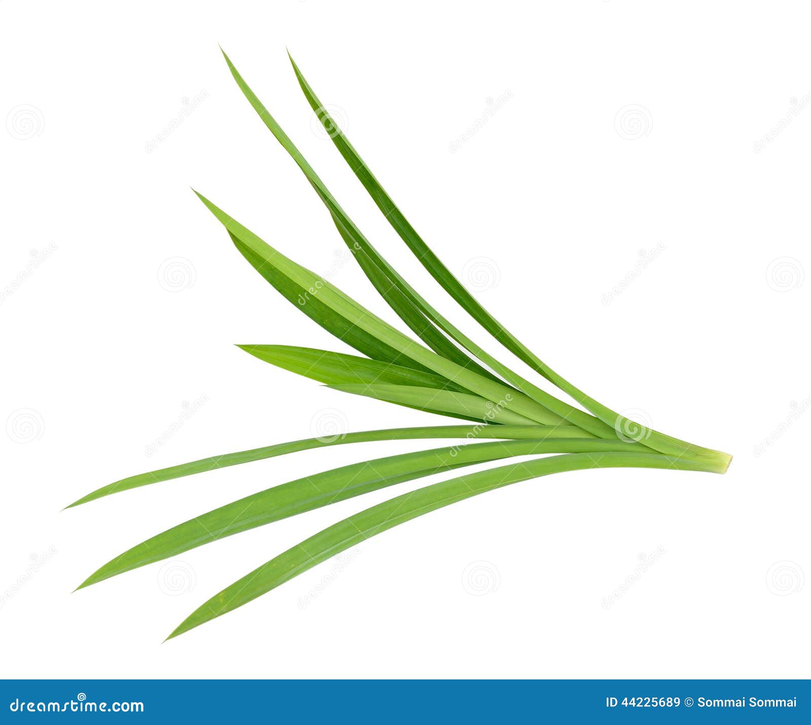 Pandanus Palm Growing On Sea Beach. Silhouette On Sky Background Stock ...