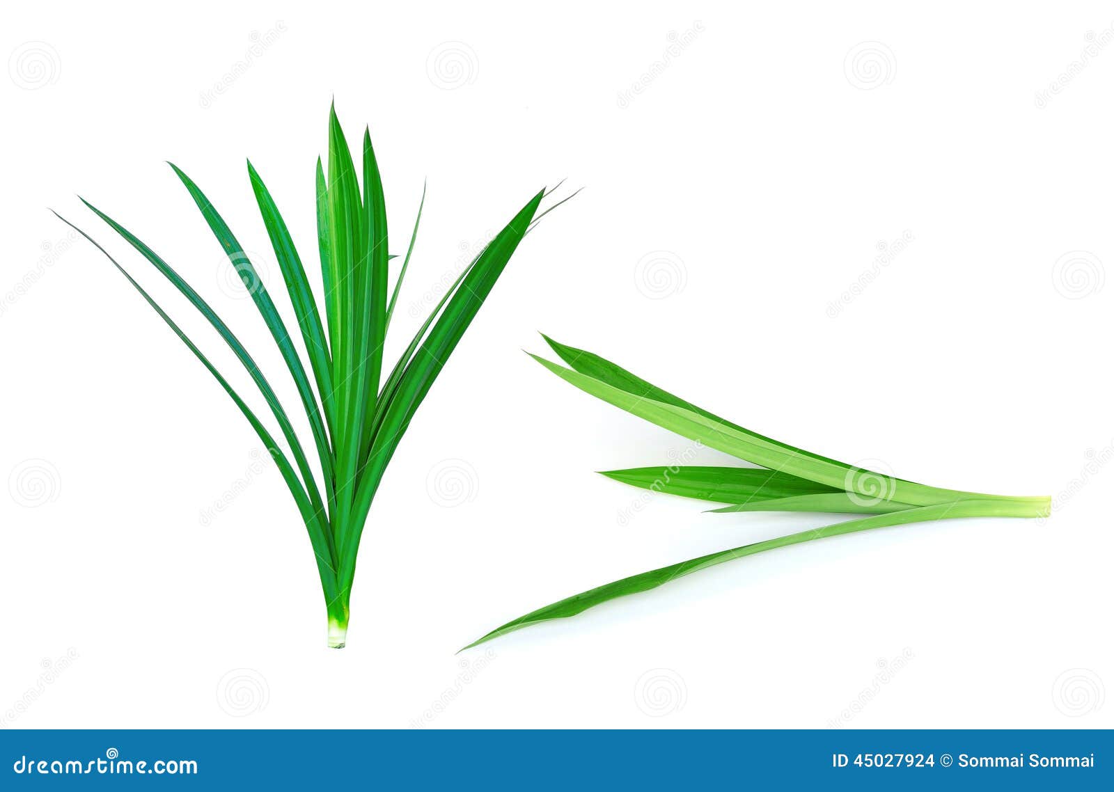 Pandanus Palm, Fragrant Pandan, Pandom Wangi Stock Image ...