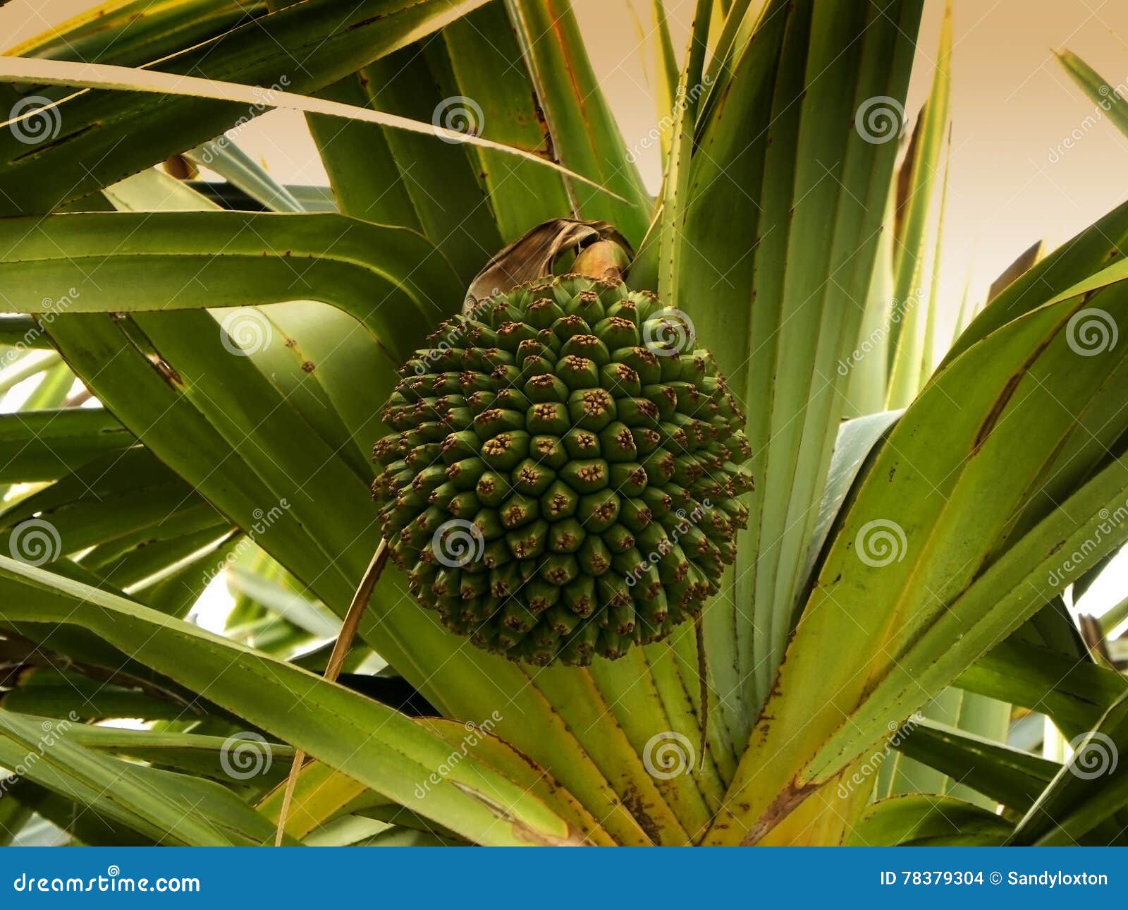 Pandanus Palm Growing On Sea Beach. Silhouette On Sky Background Stock ...