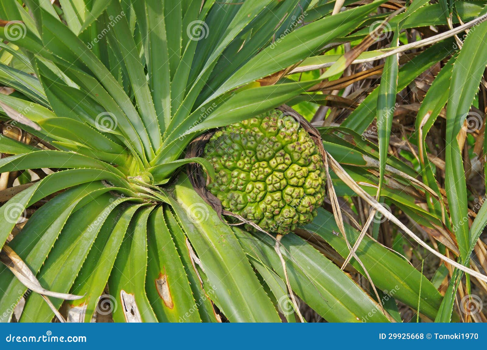 Pandanus palm stock photo. Image of macro, subtropical - 29925668