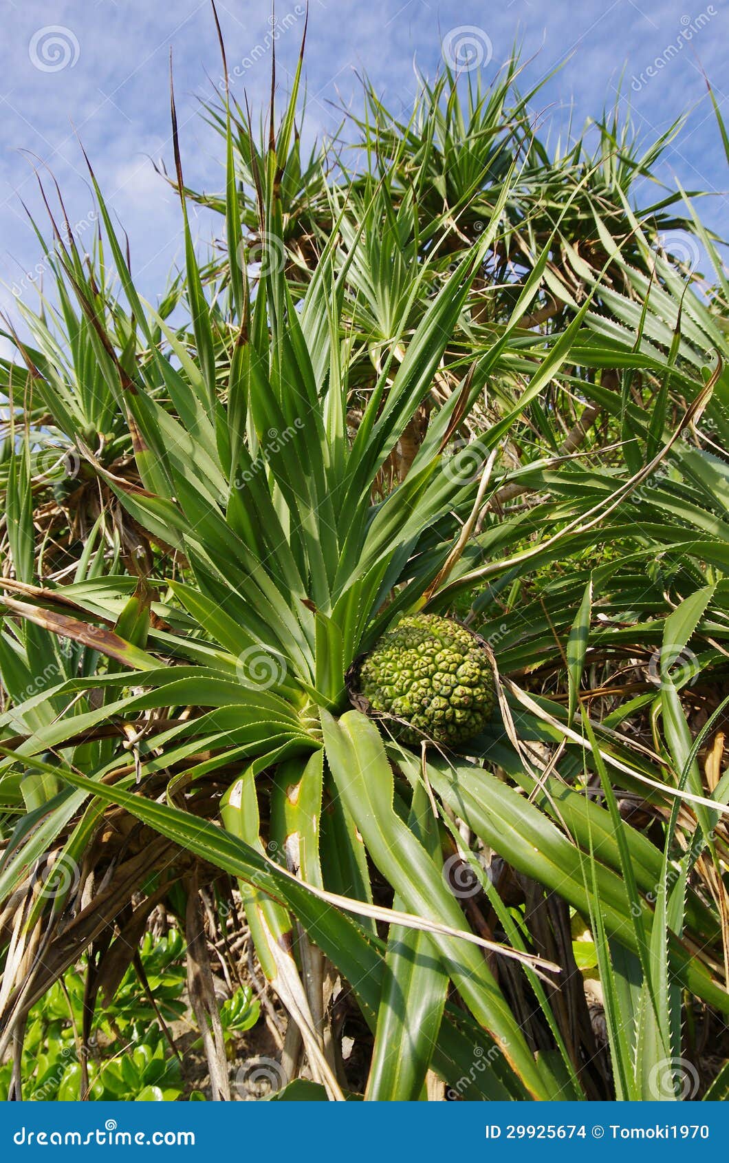 Pandanus Palm, Fragrant Pandan, Pandom Wangi Stock Image ...