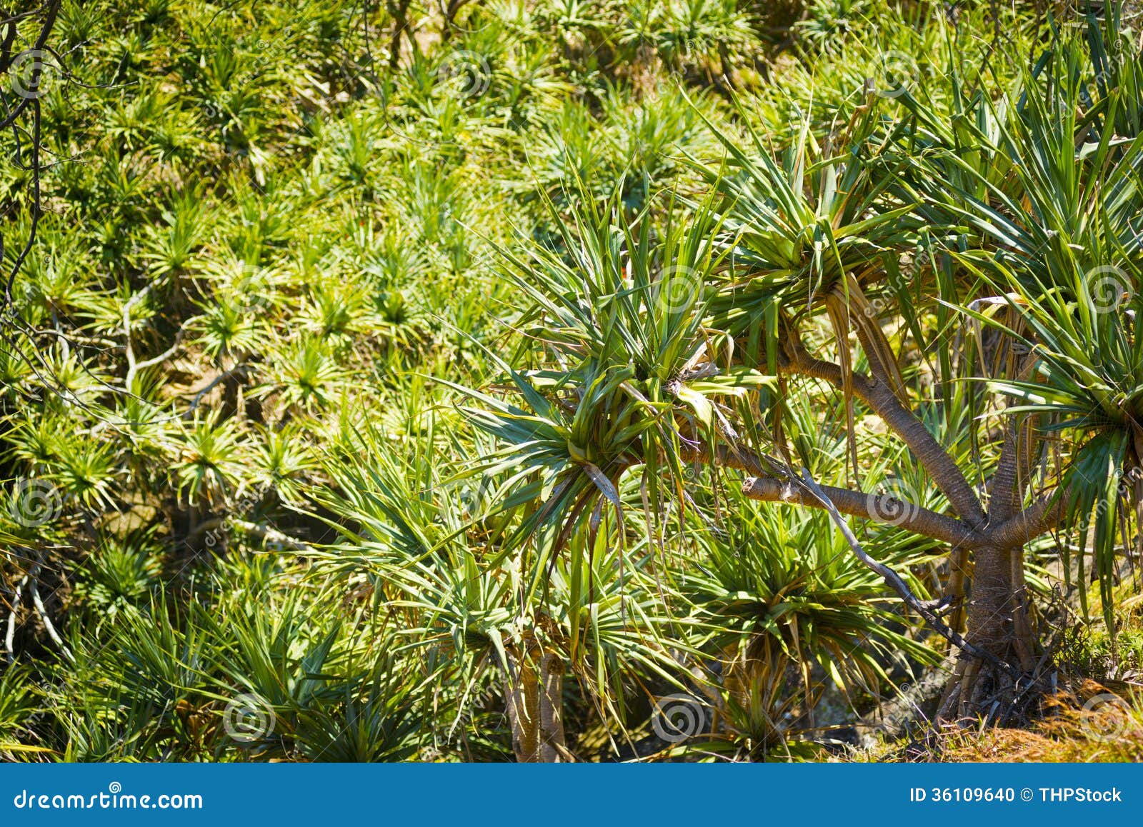 Pandanus Palm Tree stock photo. Image of plant, color - 36109640