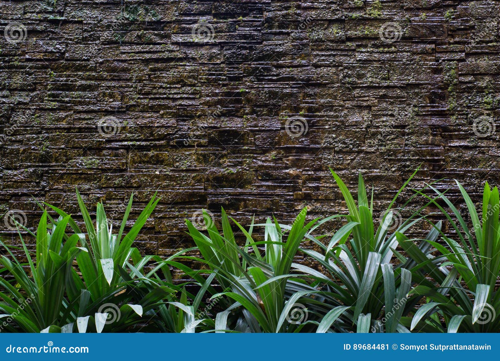 Pandanus Plans Grow by the Wall Stock Image - Image of wall, plans ...