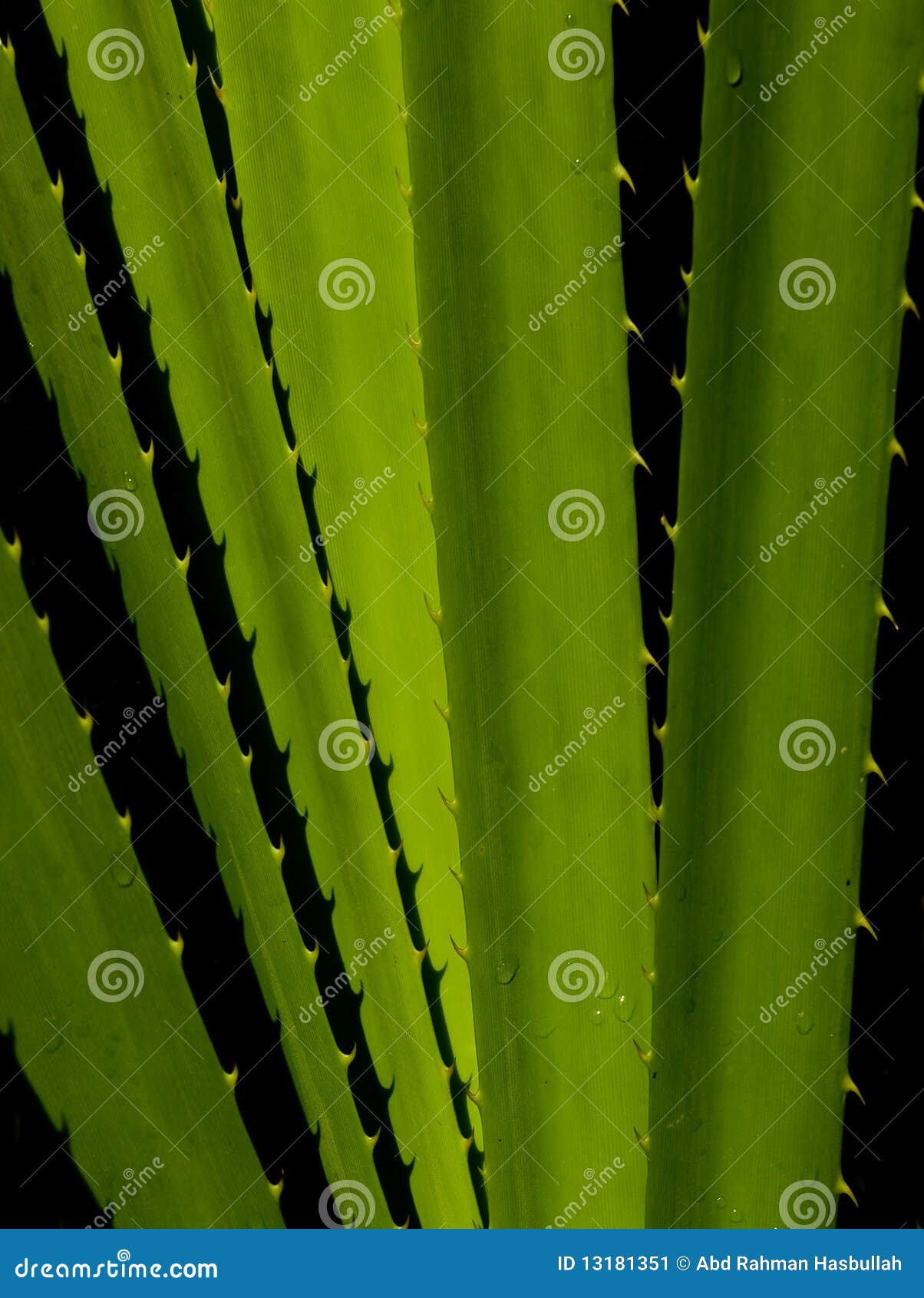Pandanus plant stock image. Image of background, park - 13181351