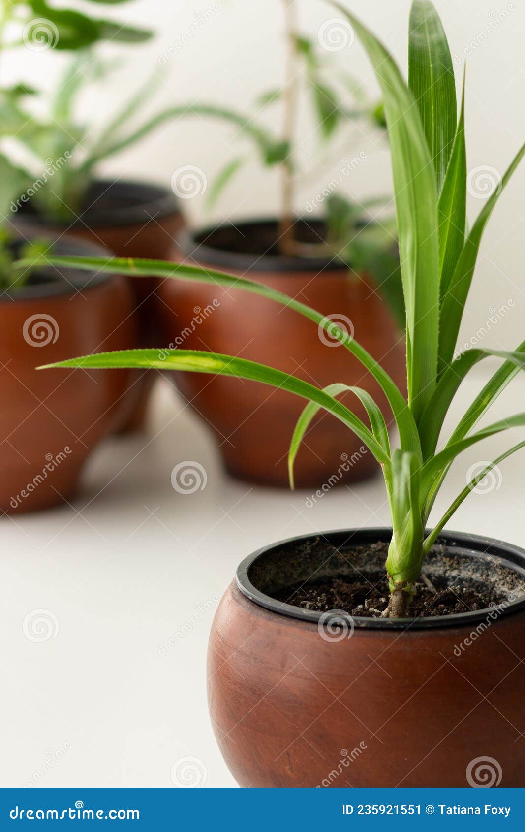 Pandanus Plant in Brown Clay Pot on the White Background Stock Image ...