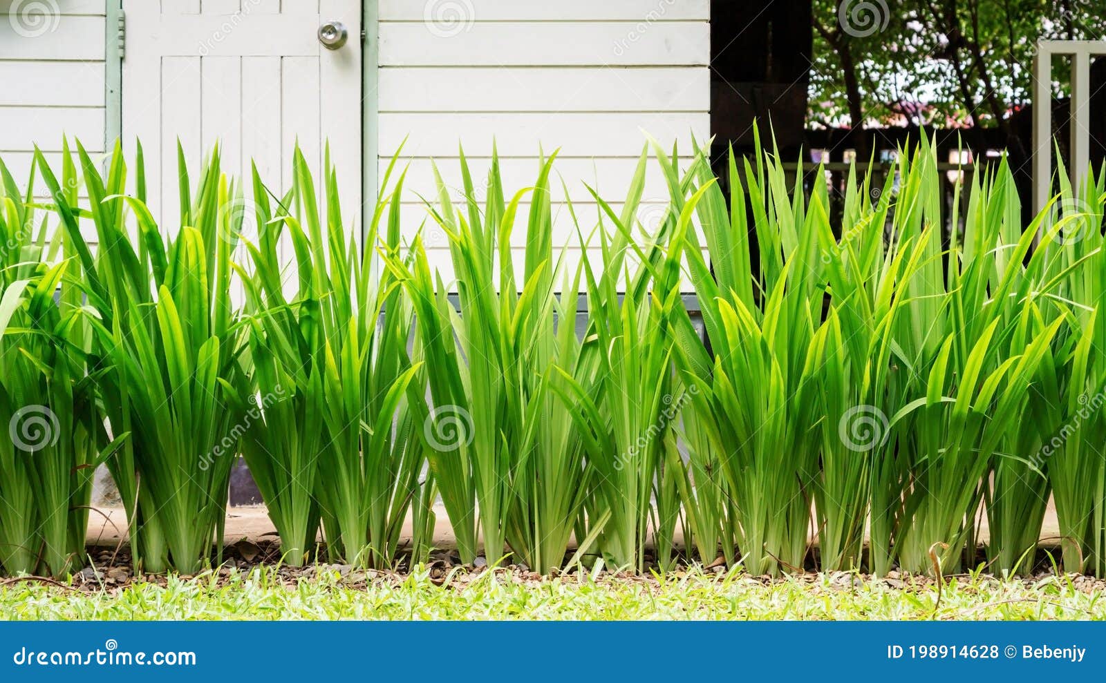 Pandanus Plant in a Vegetable Garden Stock Photo - Image of herb ...
