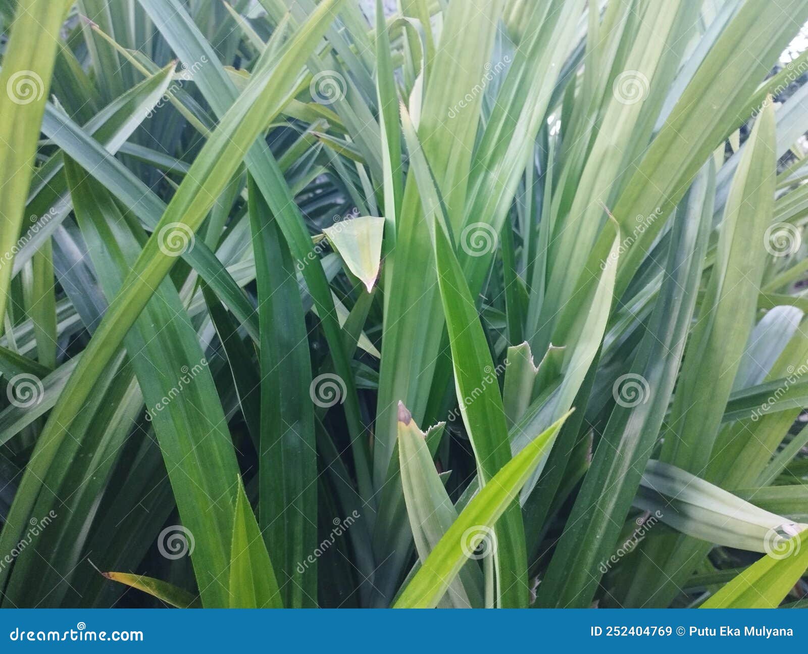 Pandanus plant in the yard stock image. Image of flower - 252404769