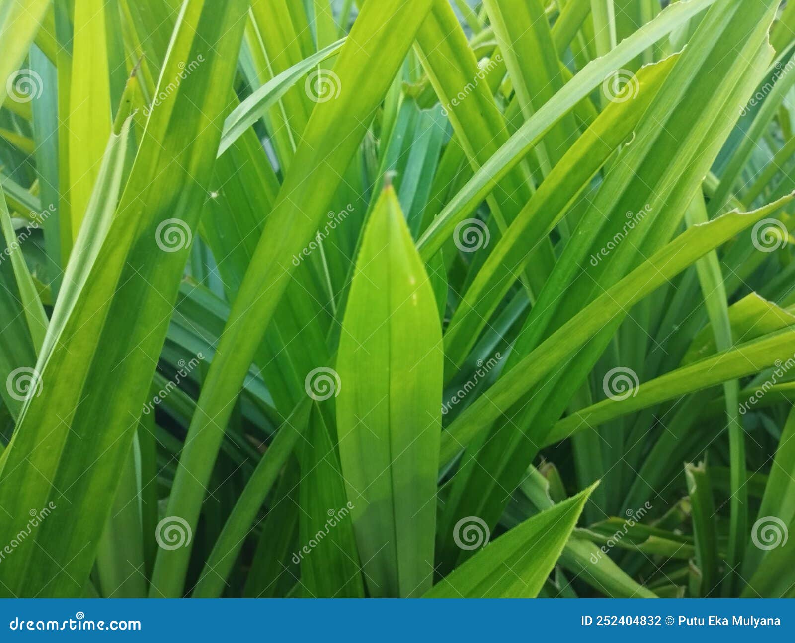 Pandanus plant in the yard stock photo. Image of flower - 252404832