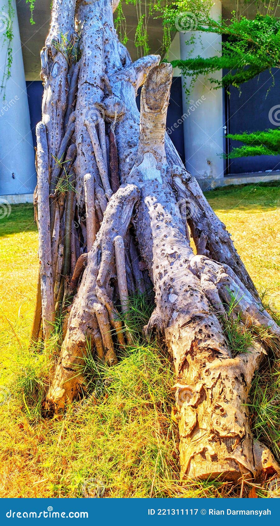 Pandanus root in backyard stock image. Image of nature - 221311117