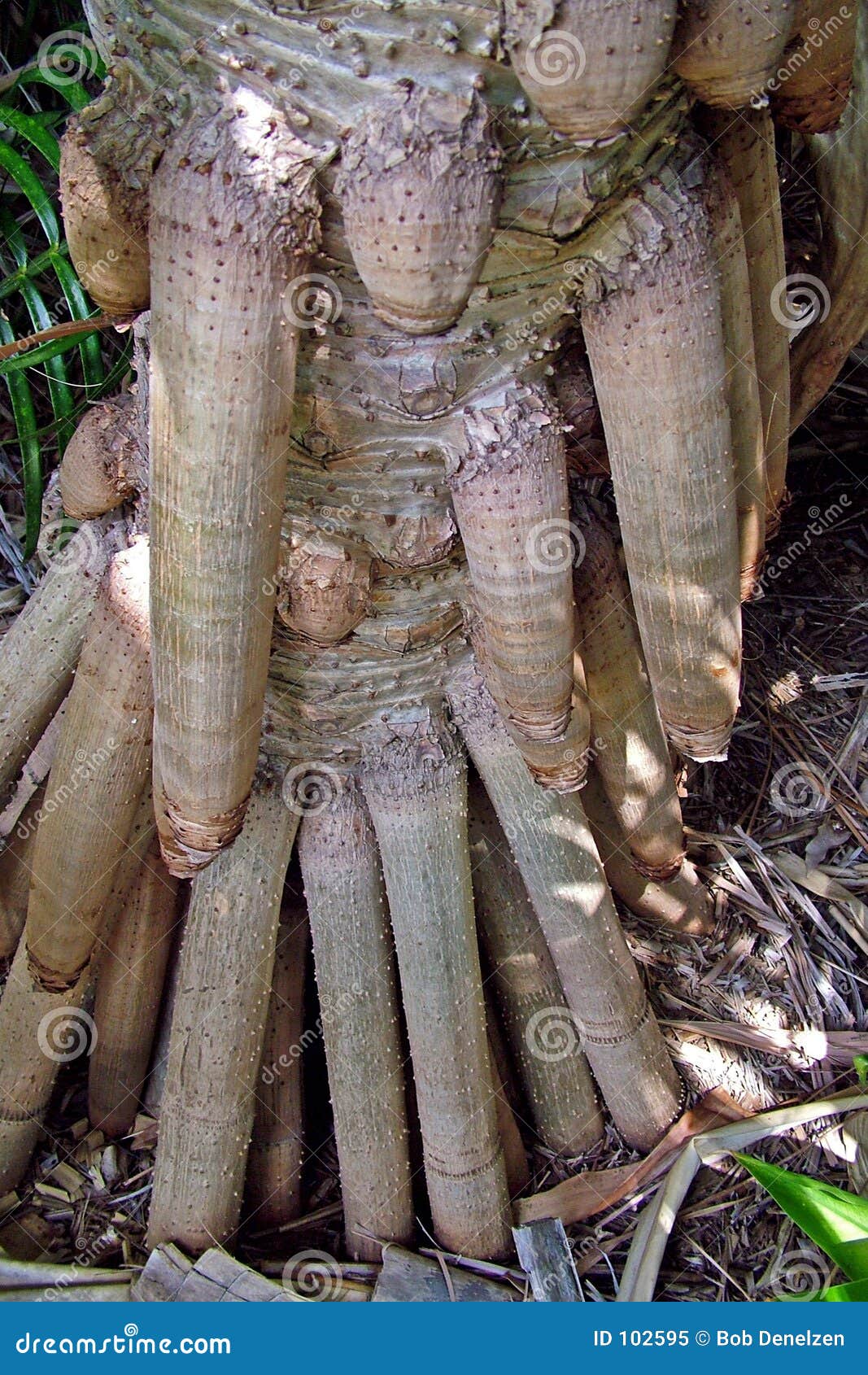 Pandanus Roots stock image. Image of roots, hold, nourish - 102595