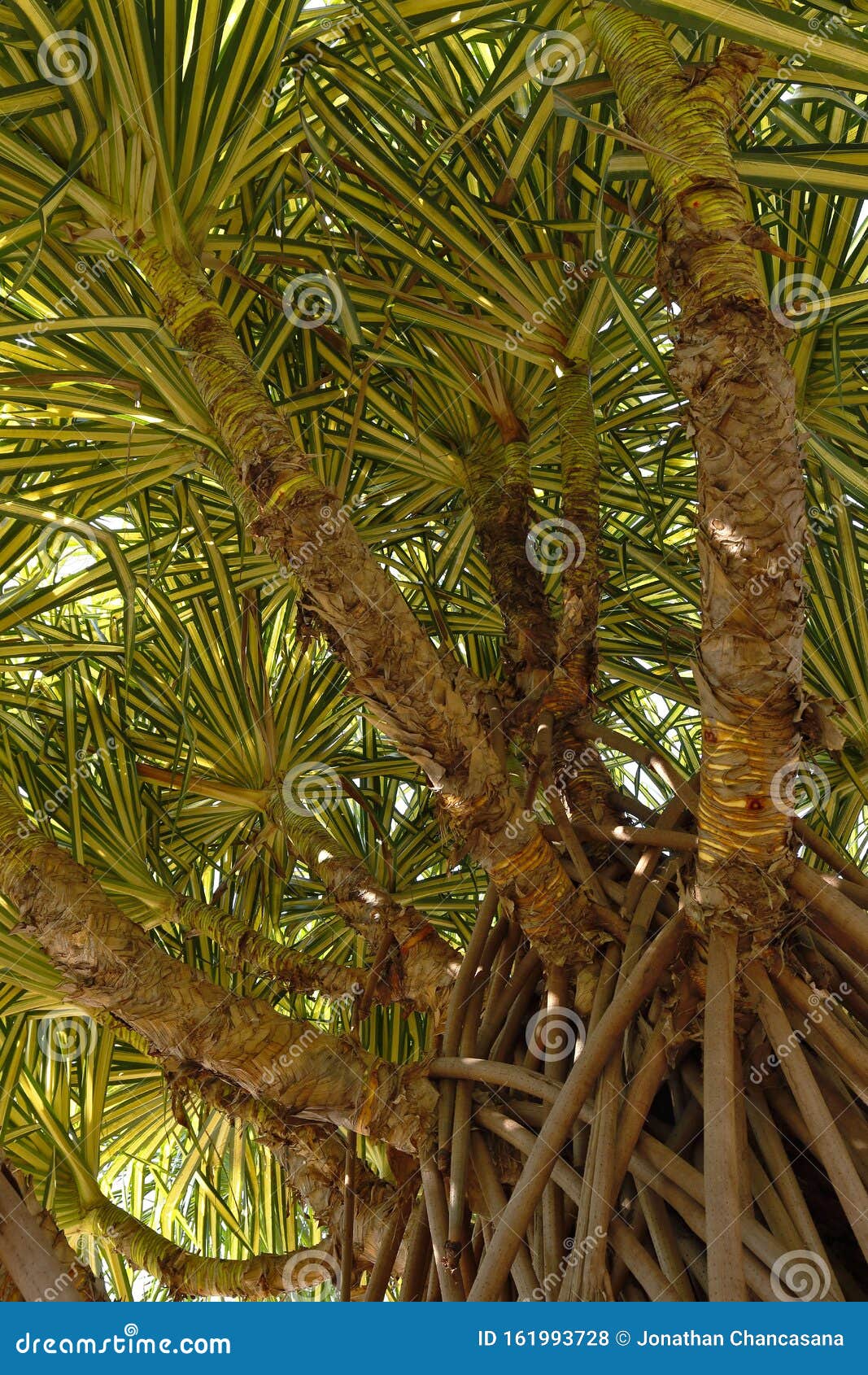 Pandanus Sanderi Exotic Tree Stock Photo - Image of shot, detail: 161993728