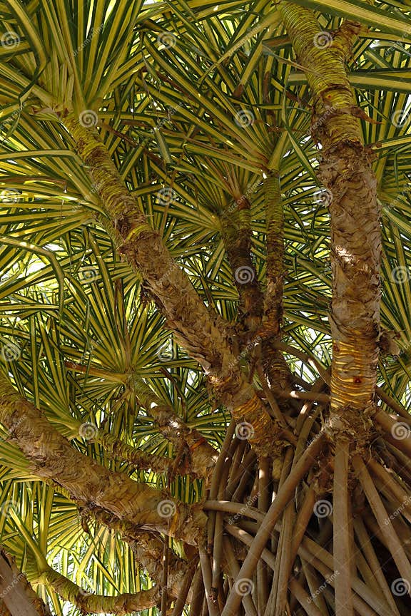 Pandanus Sanderi Exotic Tree Stock Photo - Image of shot, detail: 161993728