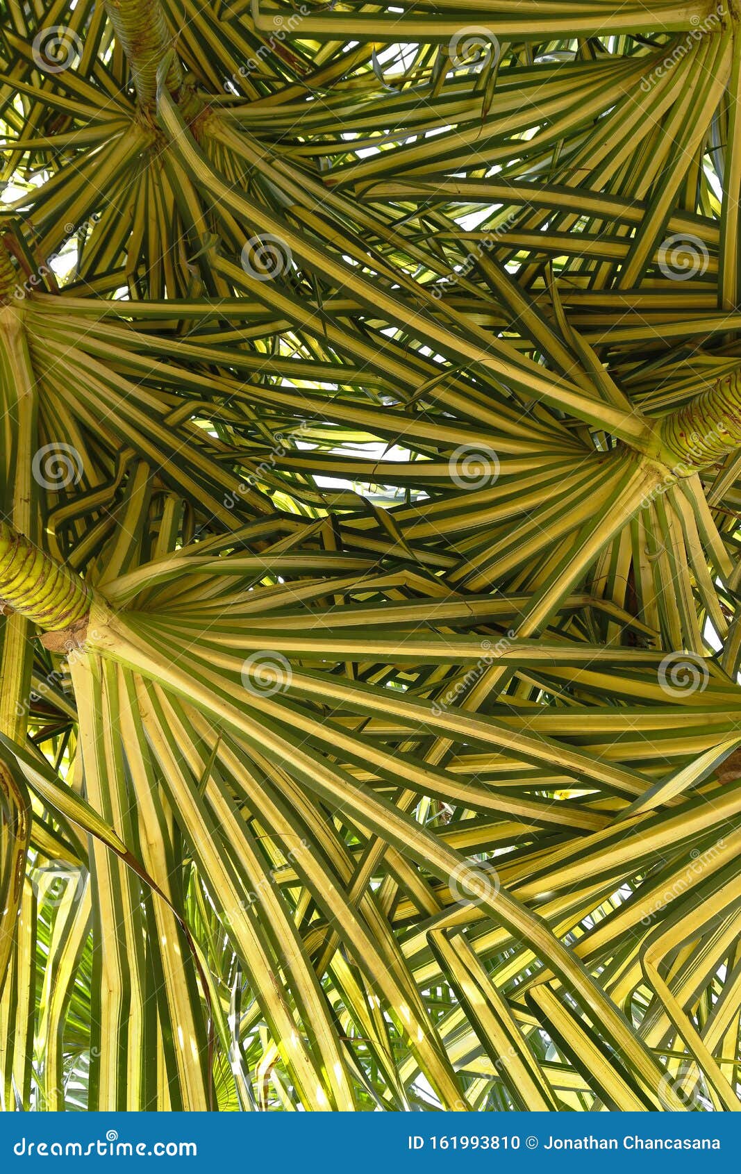 Pandanus Sanderi Exotic Tree Stock Photo - Image of tropical, trunk ...