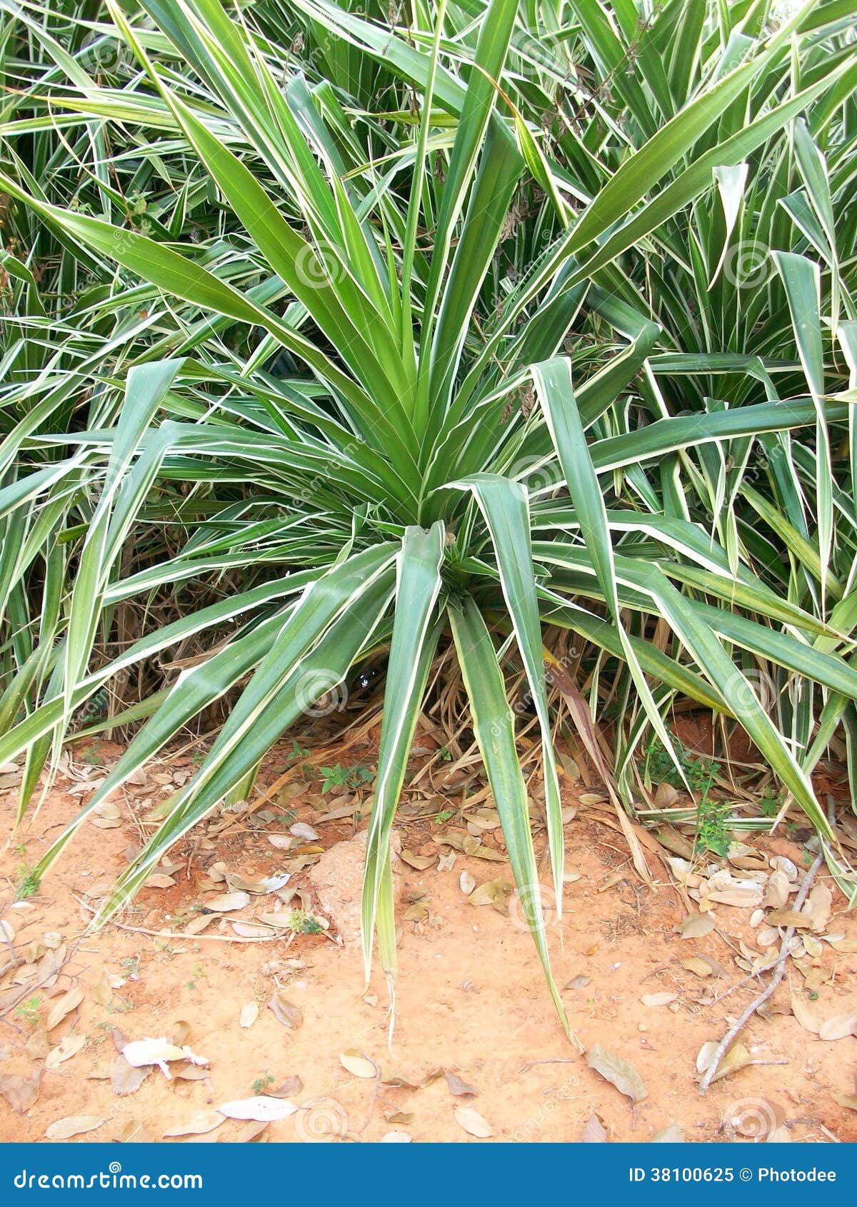 Pandanus tectorius stock image. Image of pine, sunlight - 38100625