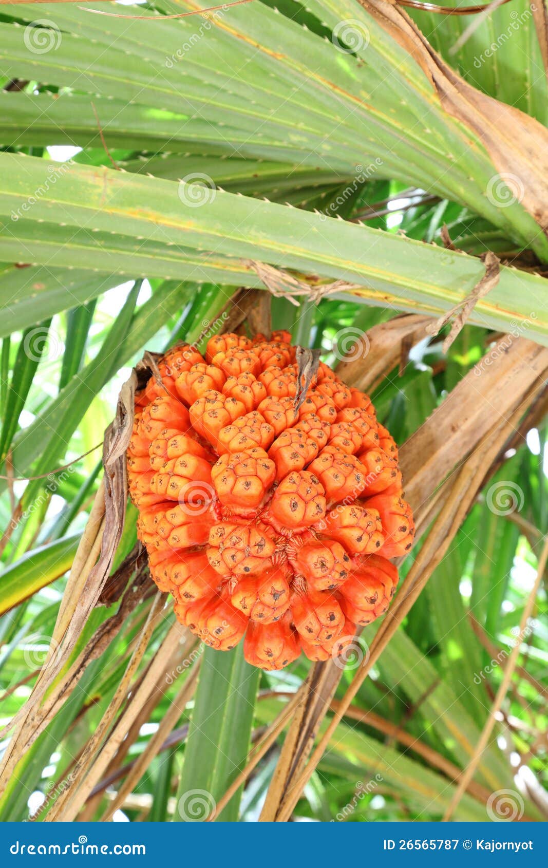 Pandanus tectorius fruit stock image. Image of hala, healthy - 26565787