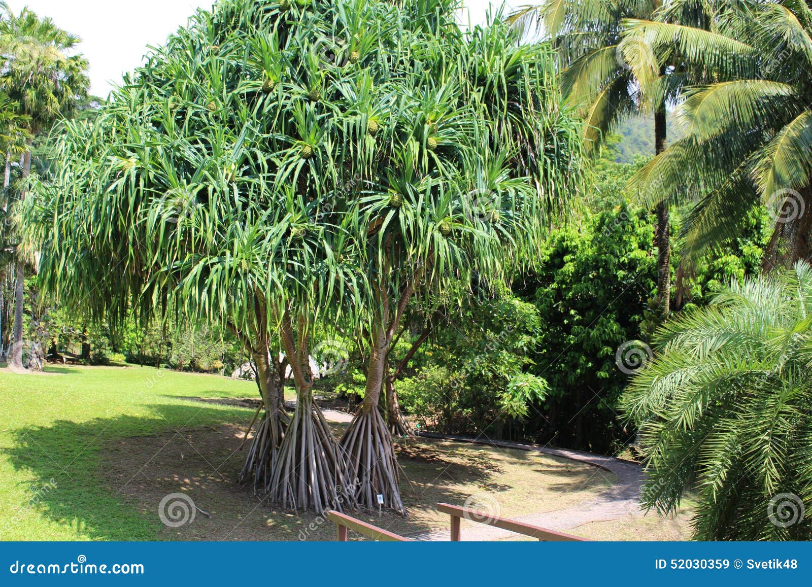 Pandanus tectorius, hala stock image. Image of pandanus - 52030359