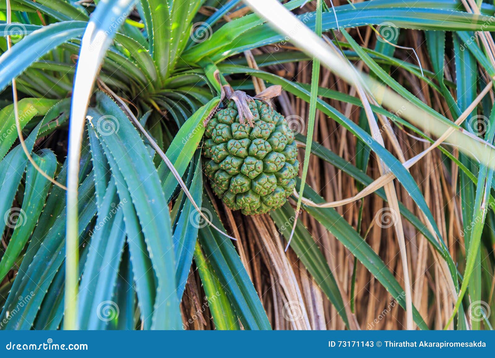 Pandanus tectorius stock image. Image of natural, tectorius - 73171143