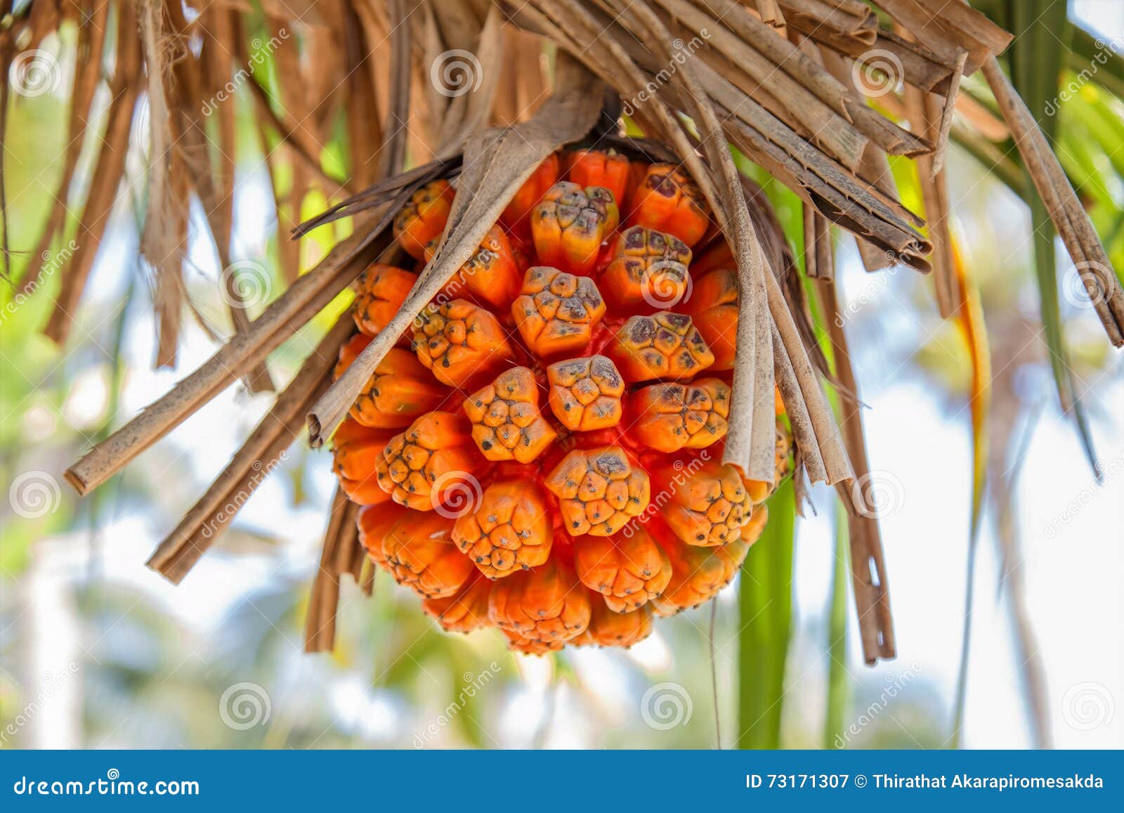 Pandanus tectorius stock image. Image of pattern, odoratissimus - 73171307