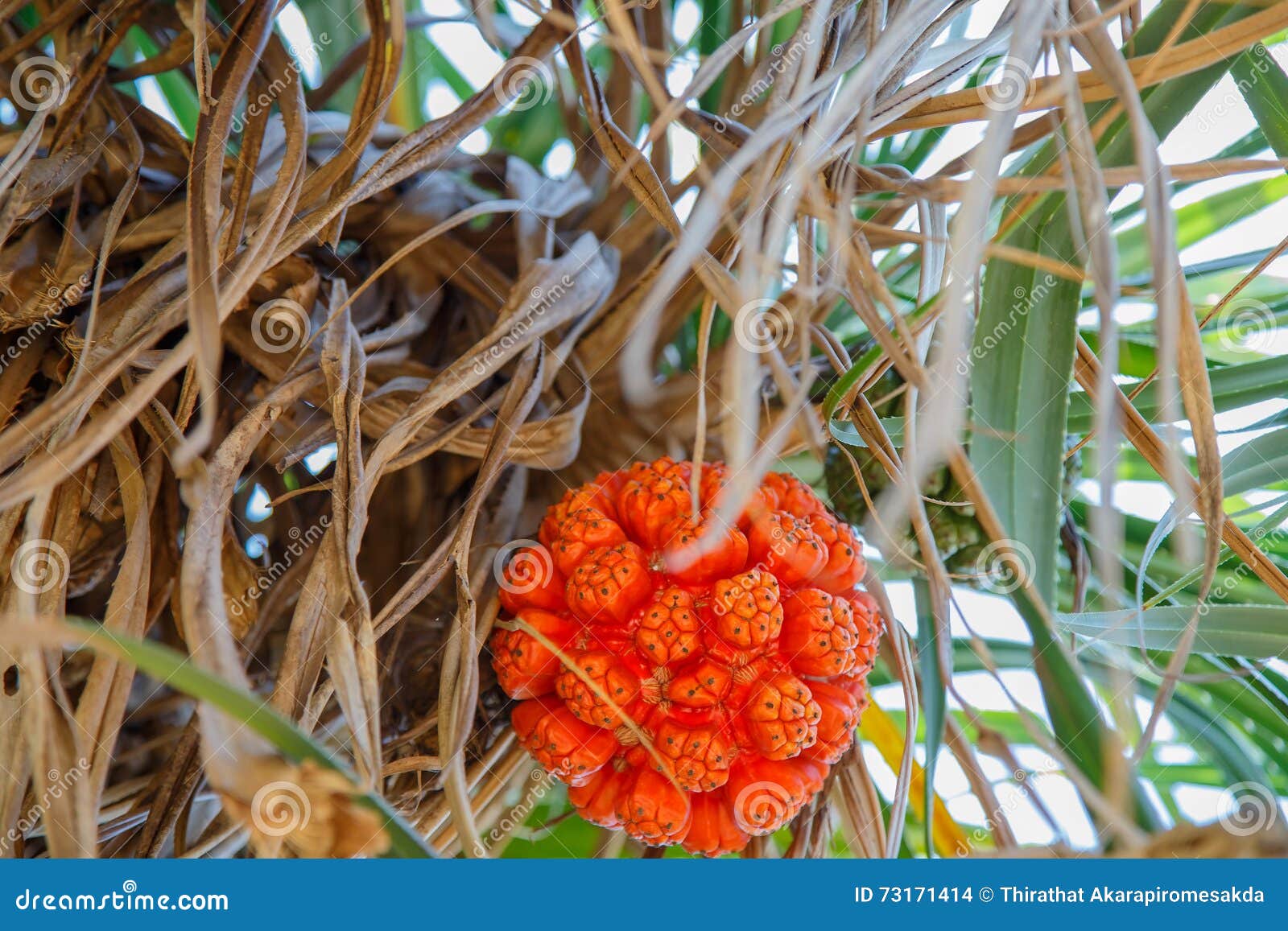 Pandanus tectorius stock photo. Image of fever, tree - 73171414