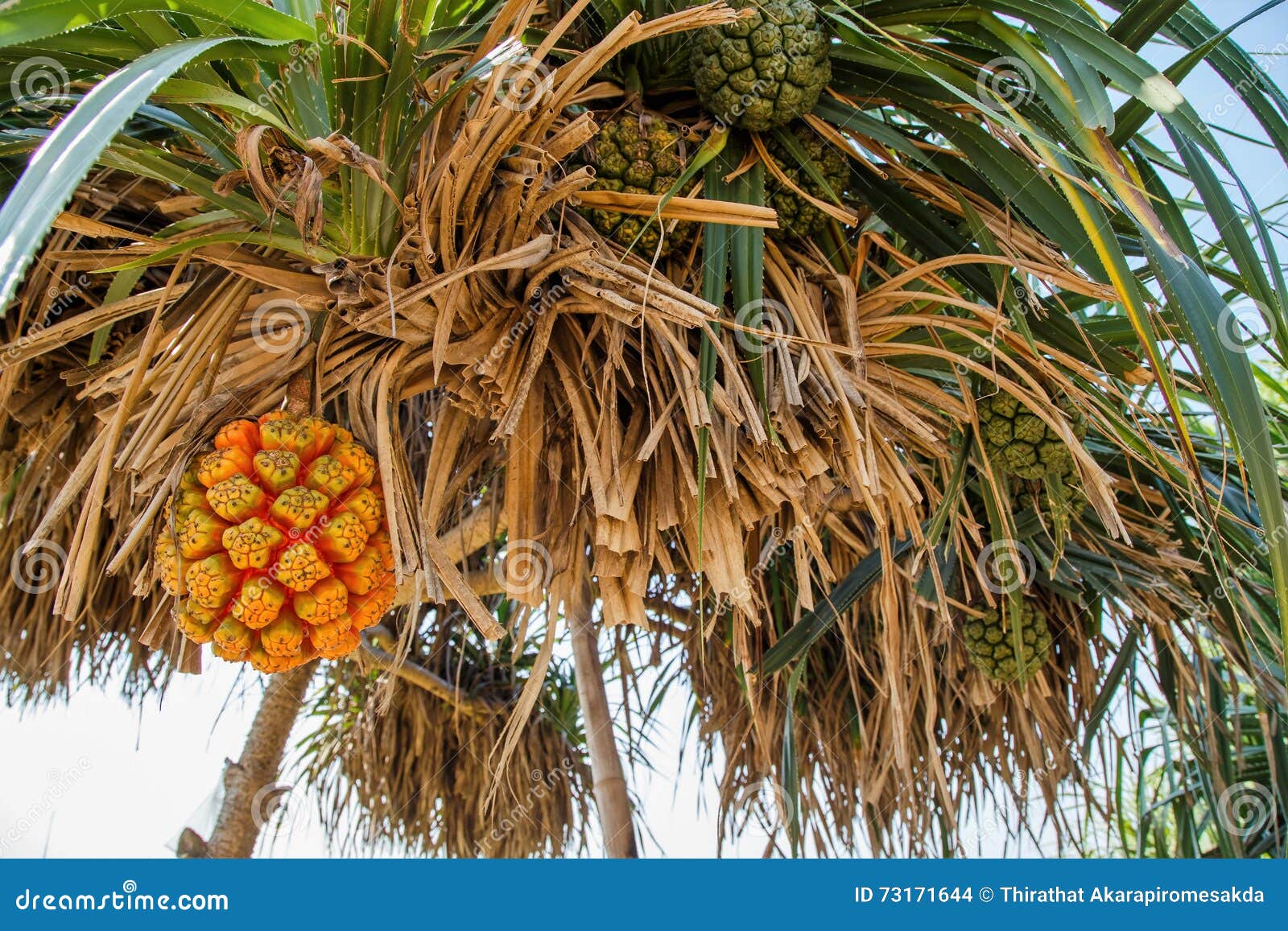 Pandanus tectorius stock photo. Image of orange, plant - 73171644