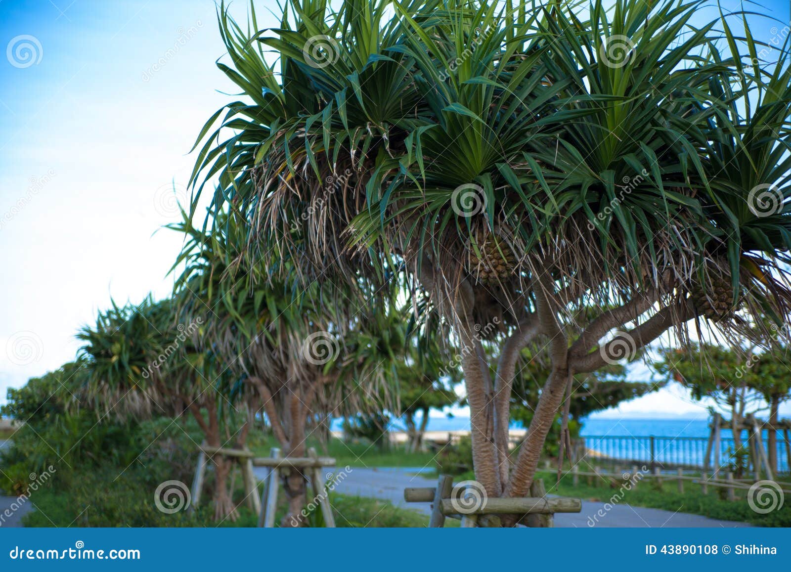 Pandanus Tectorius / Pandanus Odoratissimus ; The Key Selling Point Of ...