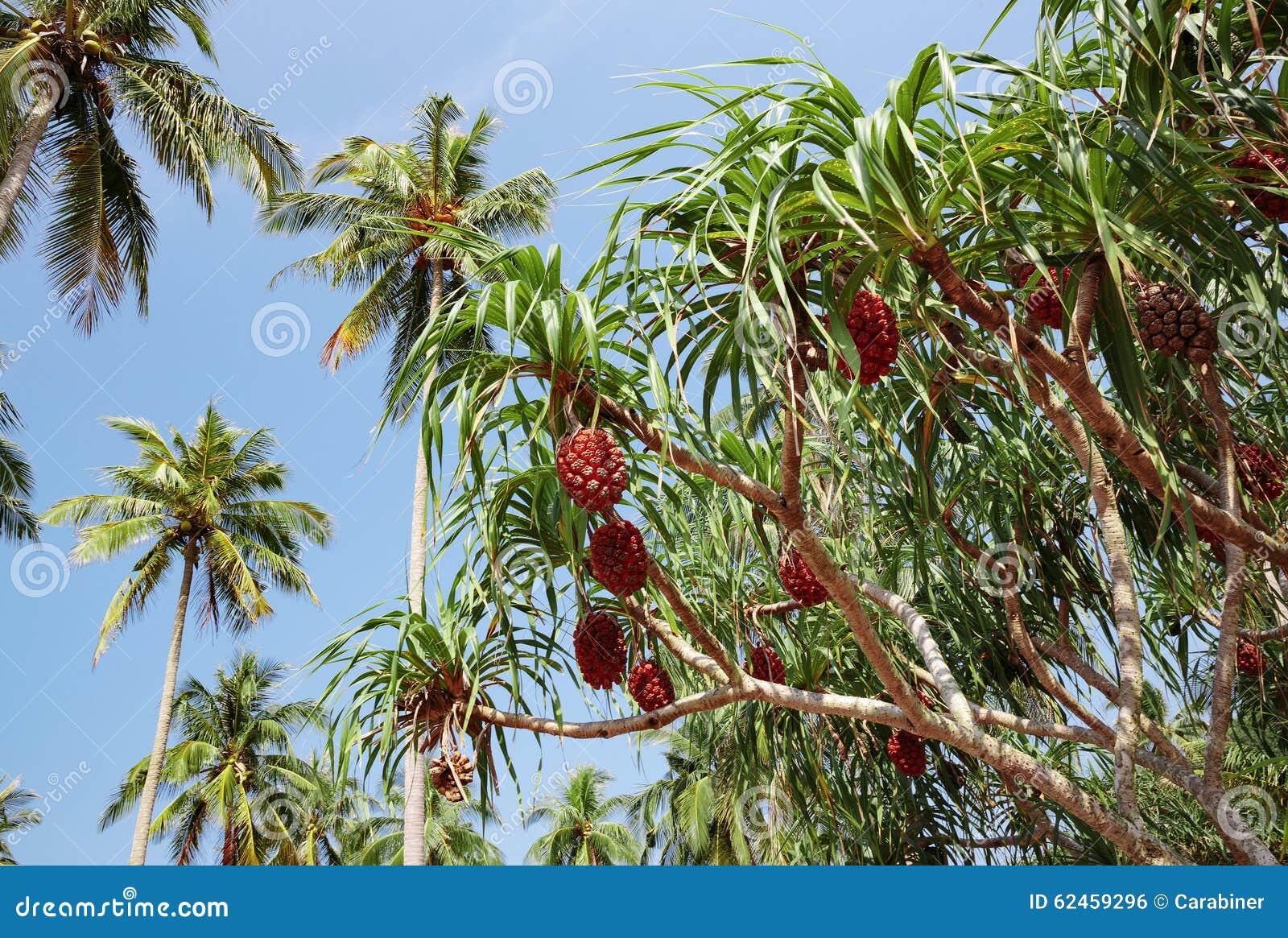 Pandanus Tectorius or Pandanus Odoratissimus Stock Photo - Image of ...