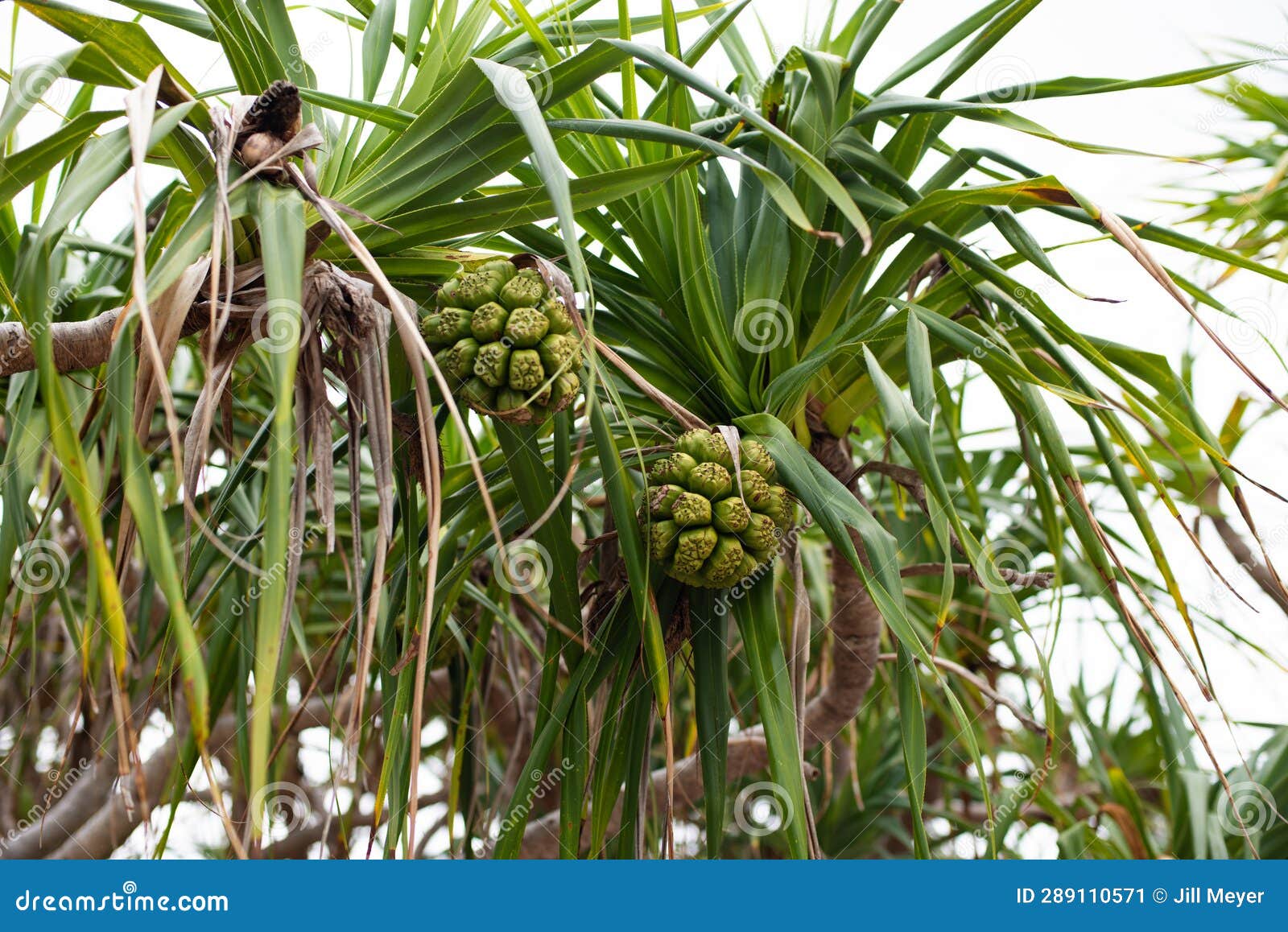 Pandanus Tectorius is a Small Tree with Fruit Stock Image - Image of ...