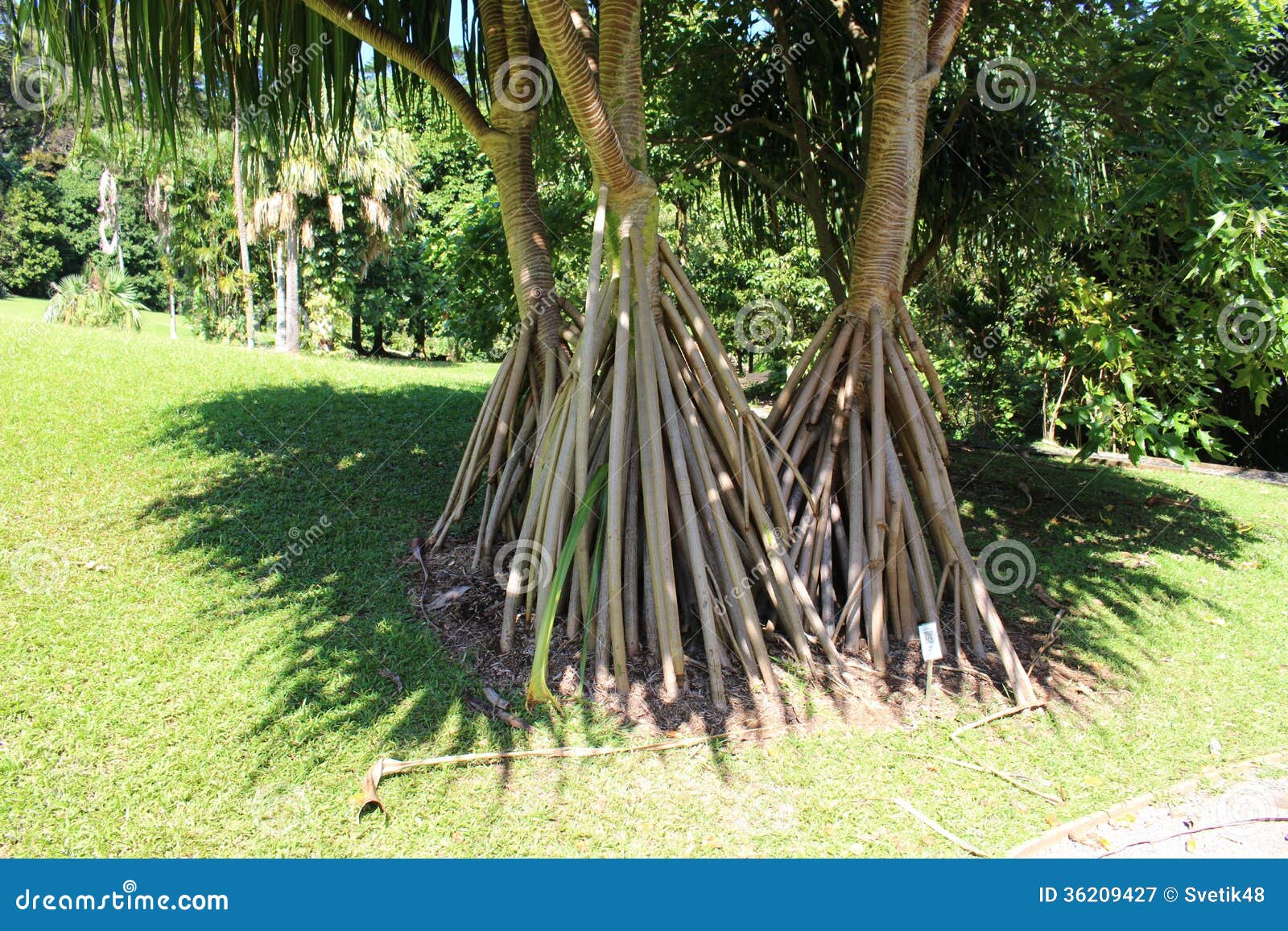 Pandanus tectorius trunk stock image. Image of tree, hala - 36209427
