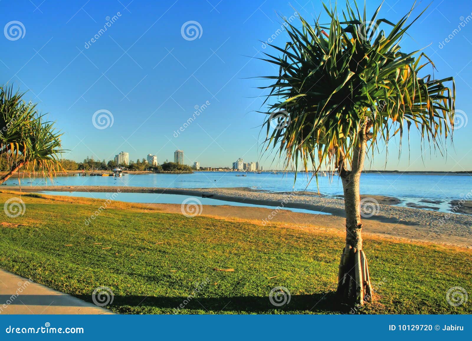 Pandanus Tree Royalty-Free Stock Photography | CartoonDealer.com #39106709